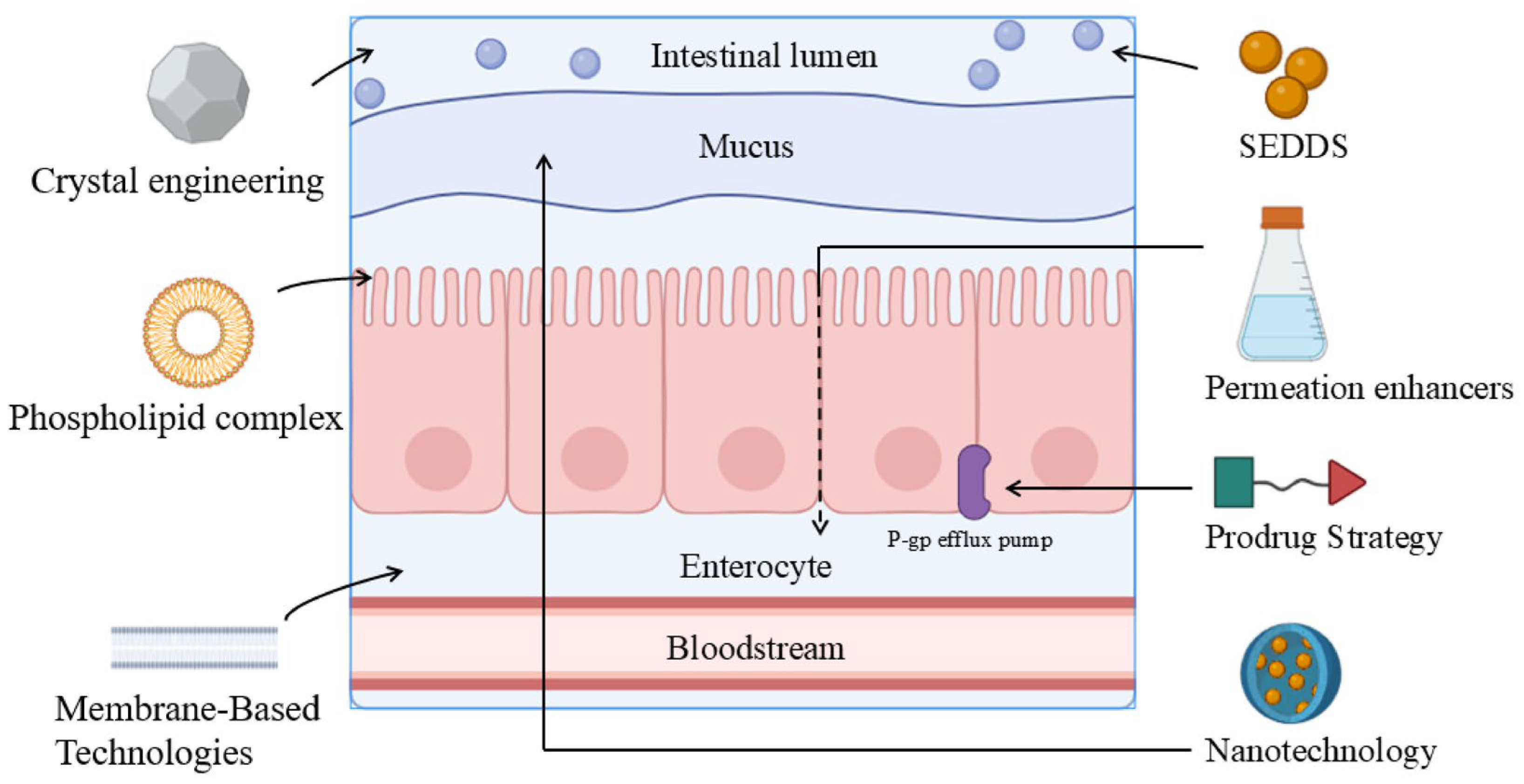 Recent Advances in Oral Drug Delivery Systems for BCS III Drugs