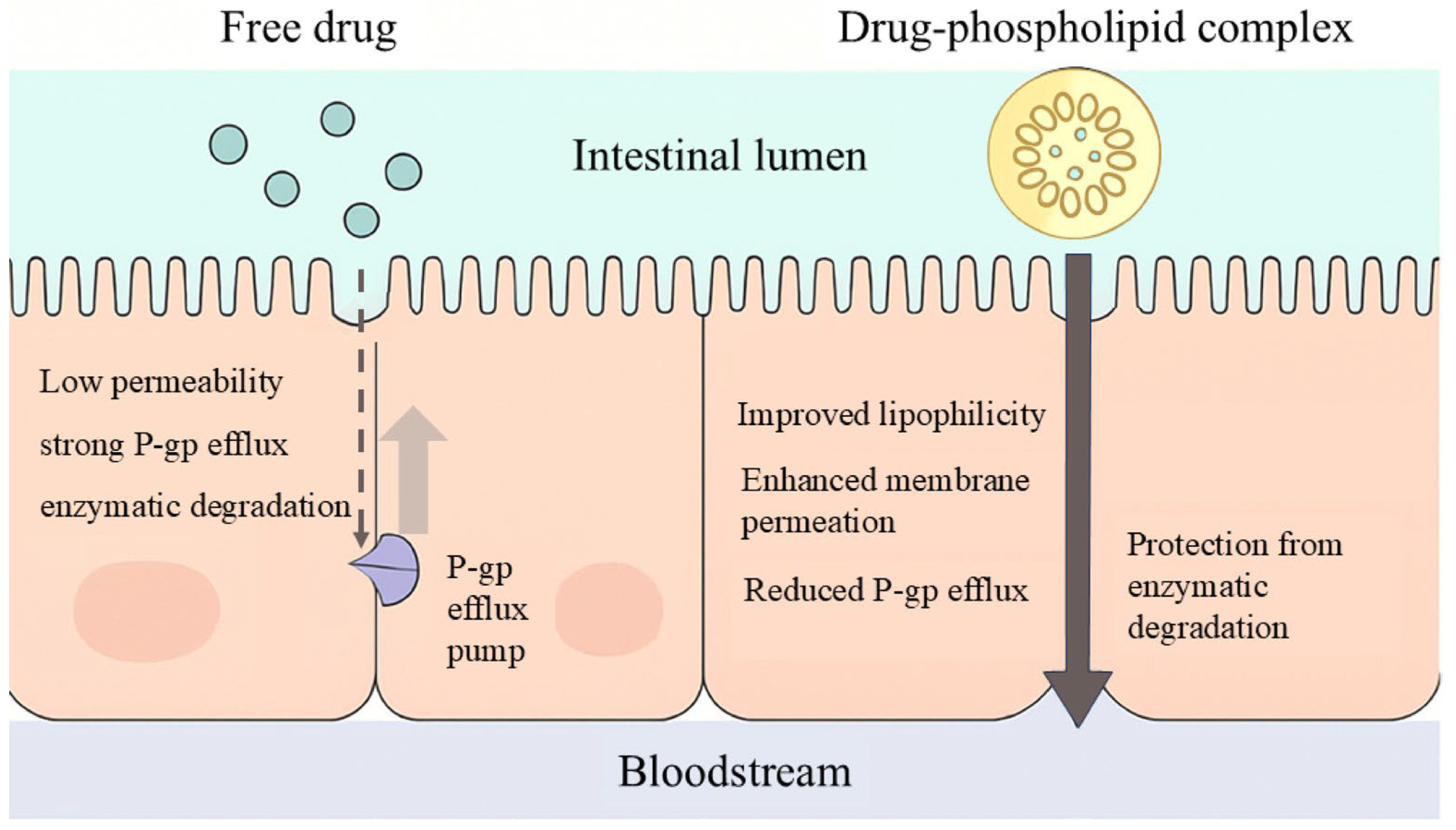 Recent Advances in Oral Drug Delivery Systems for BCS III Drugs