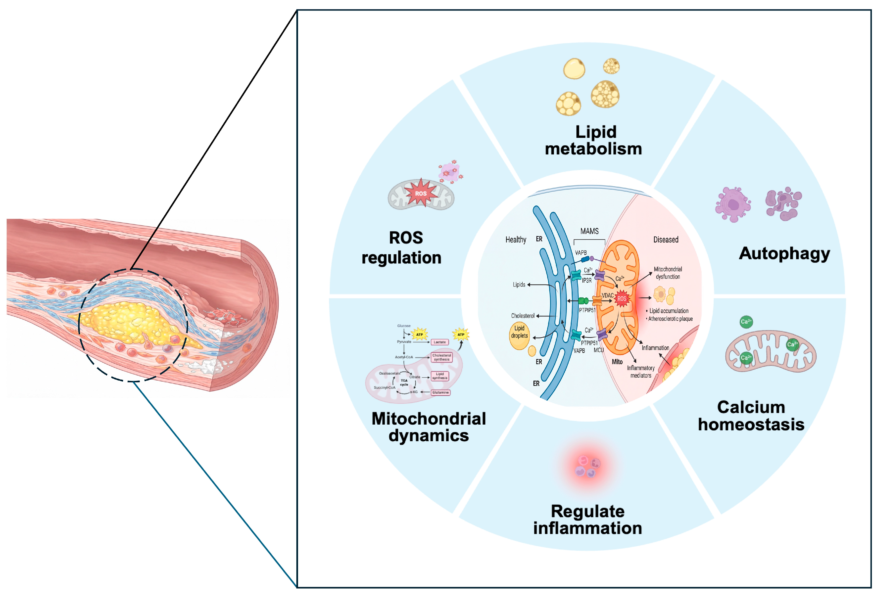Mitochondria-Associated Endoplasmic Reticulum Membrane Biomarkers in ...