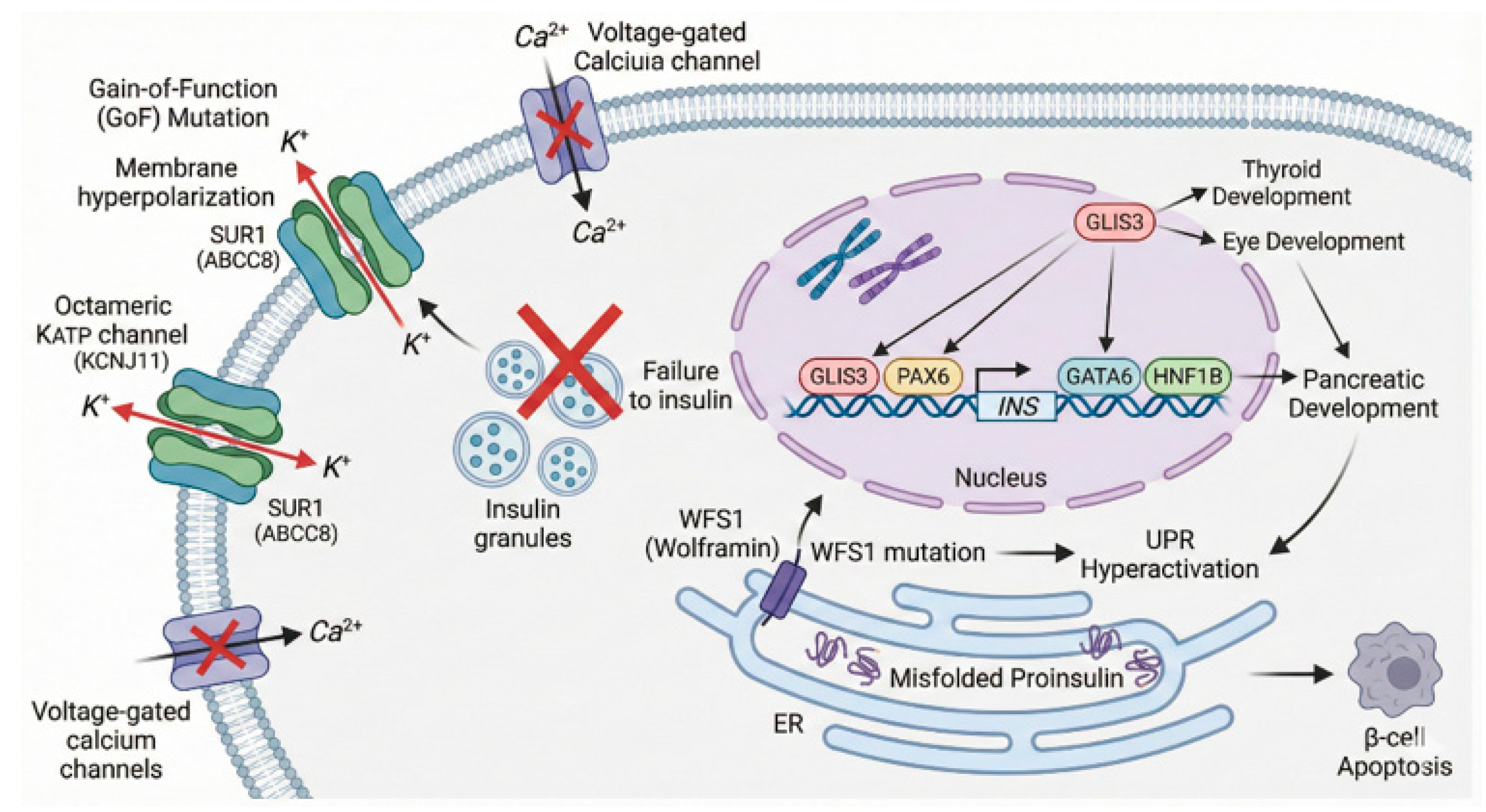 The Genetic Landscape and Precision Medicine in Neonatal Diabetes ...