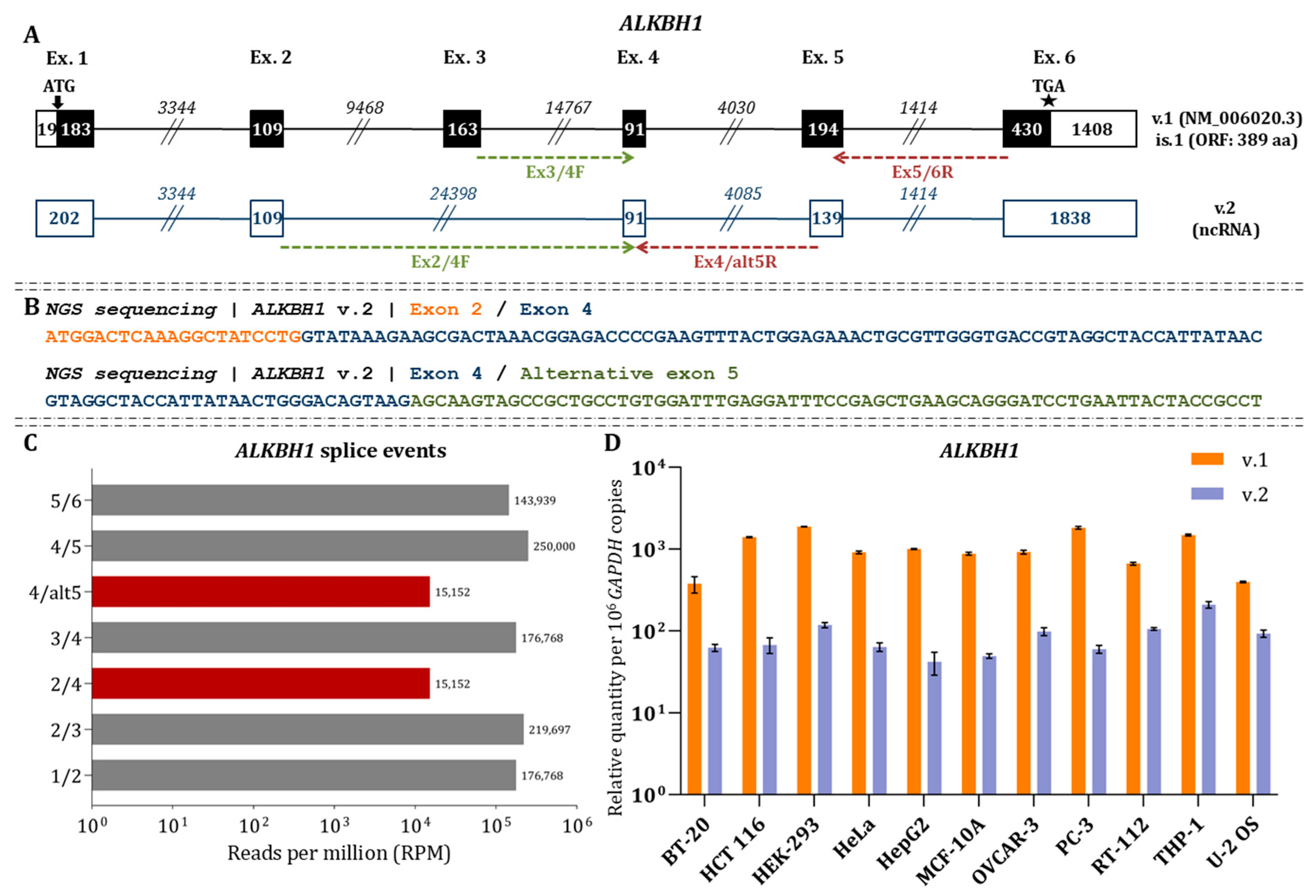 Identification of Novel Alternative Transcripts of the Human ALKBH Gene ...