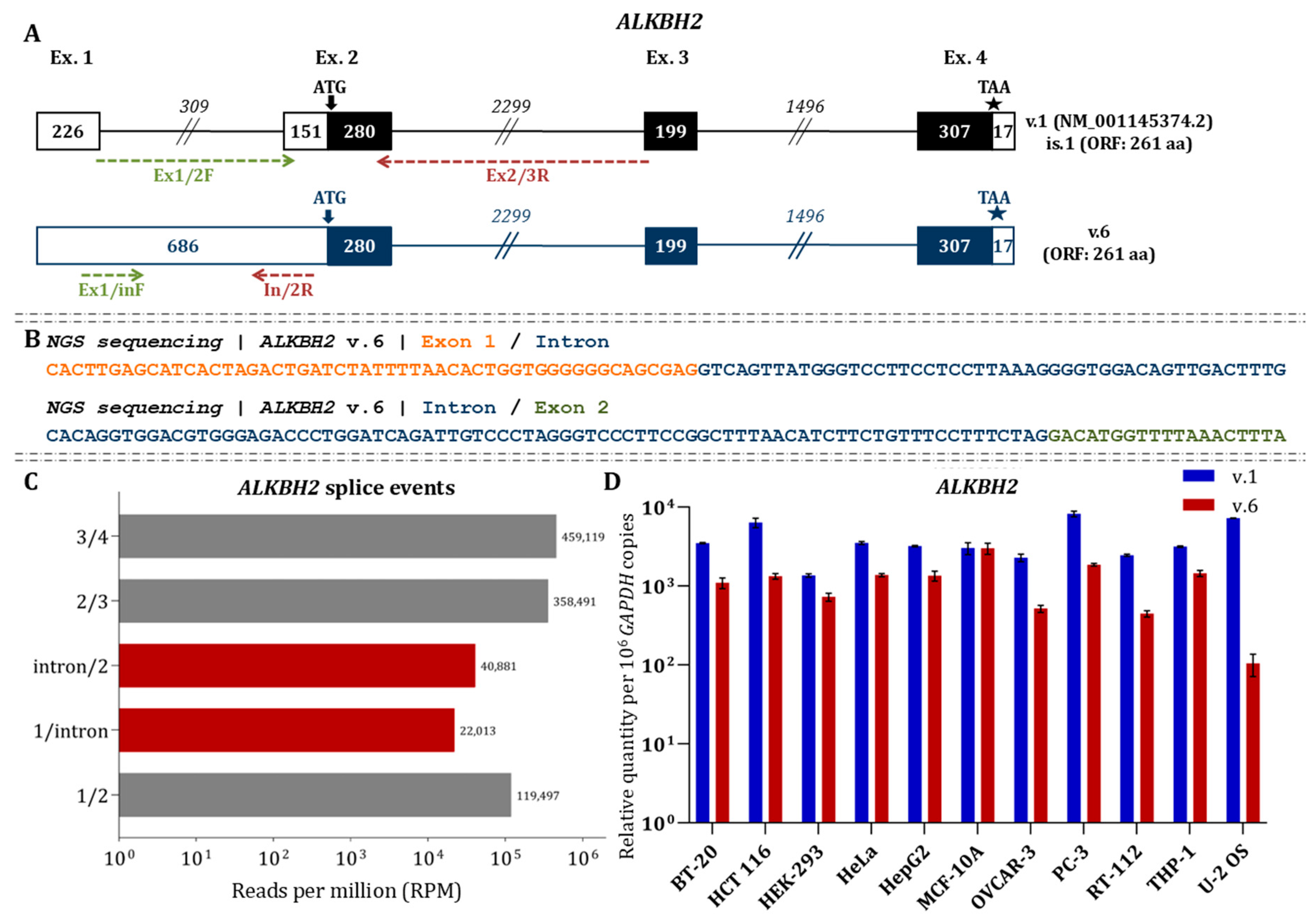 Identification of Novel Alternative Transcripts of the Human ALKBH Gene ...