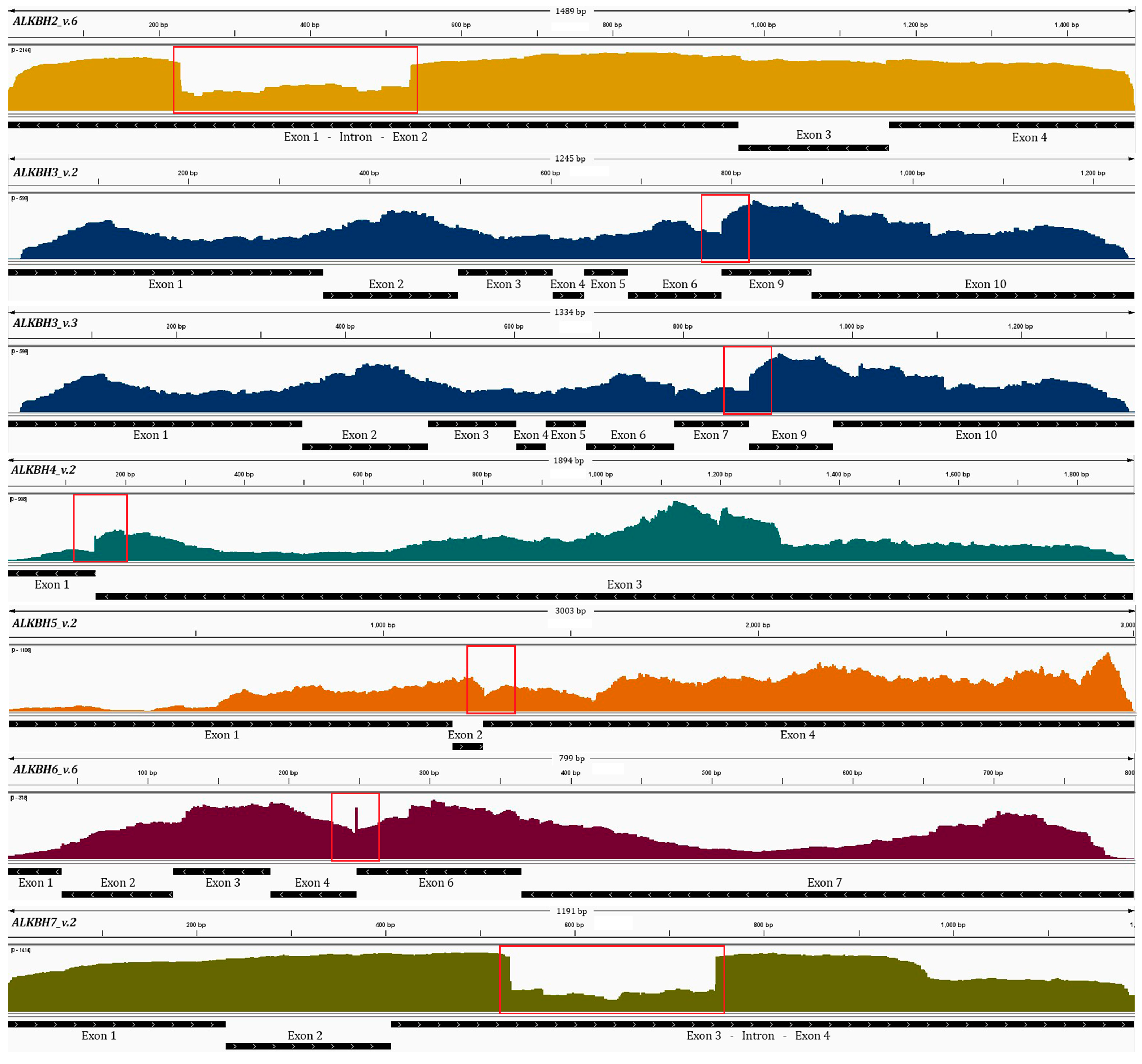 Identification of Novel Alternative Transcripts of the Human ALKBH Gene ...