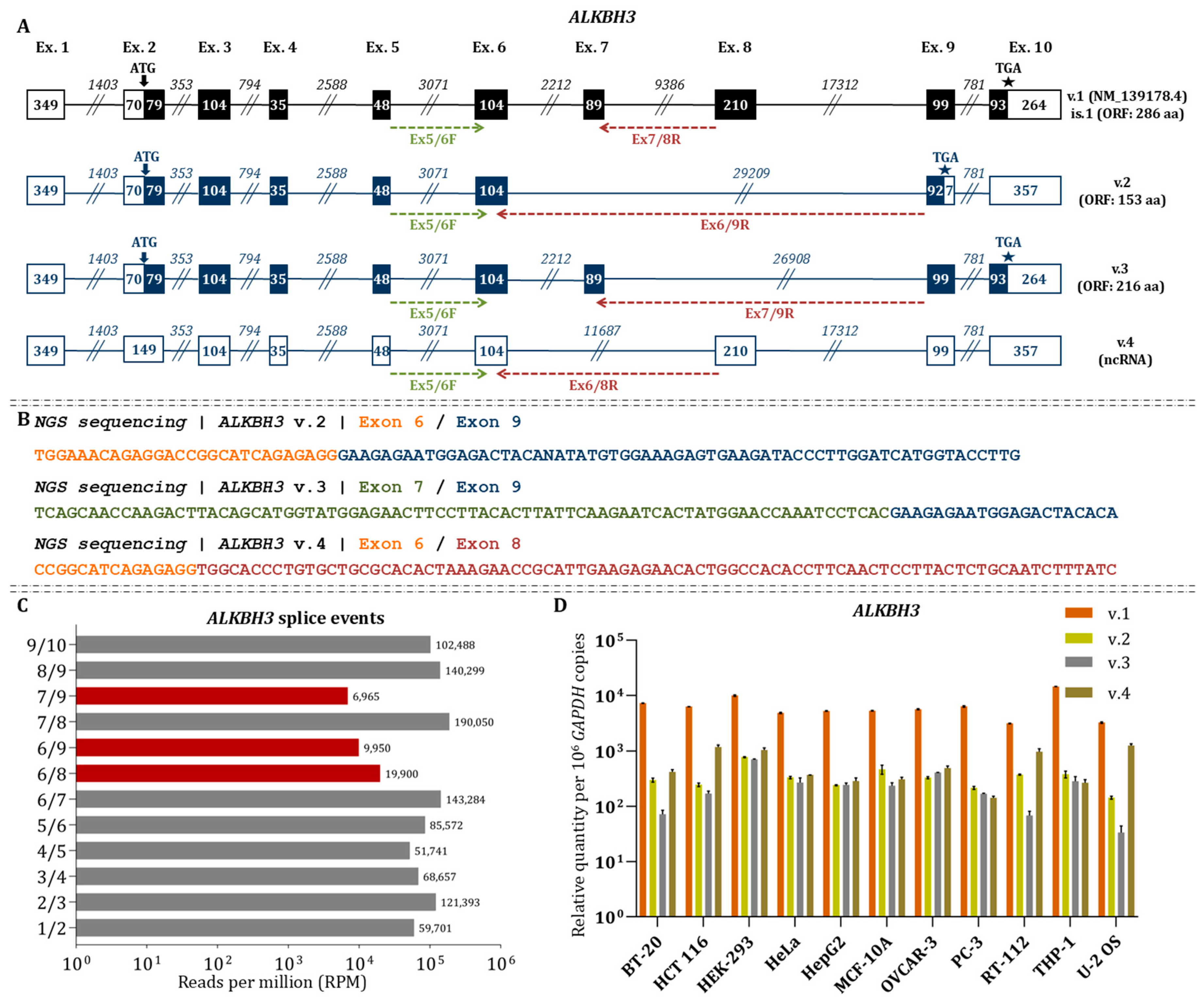Identification of Novel Alternative Transcripts of the Human ALKBH Gene ...