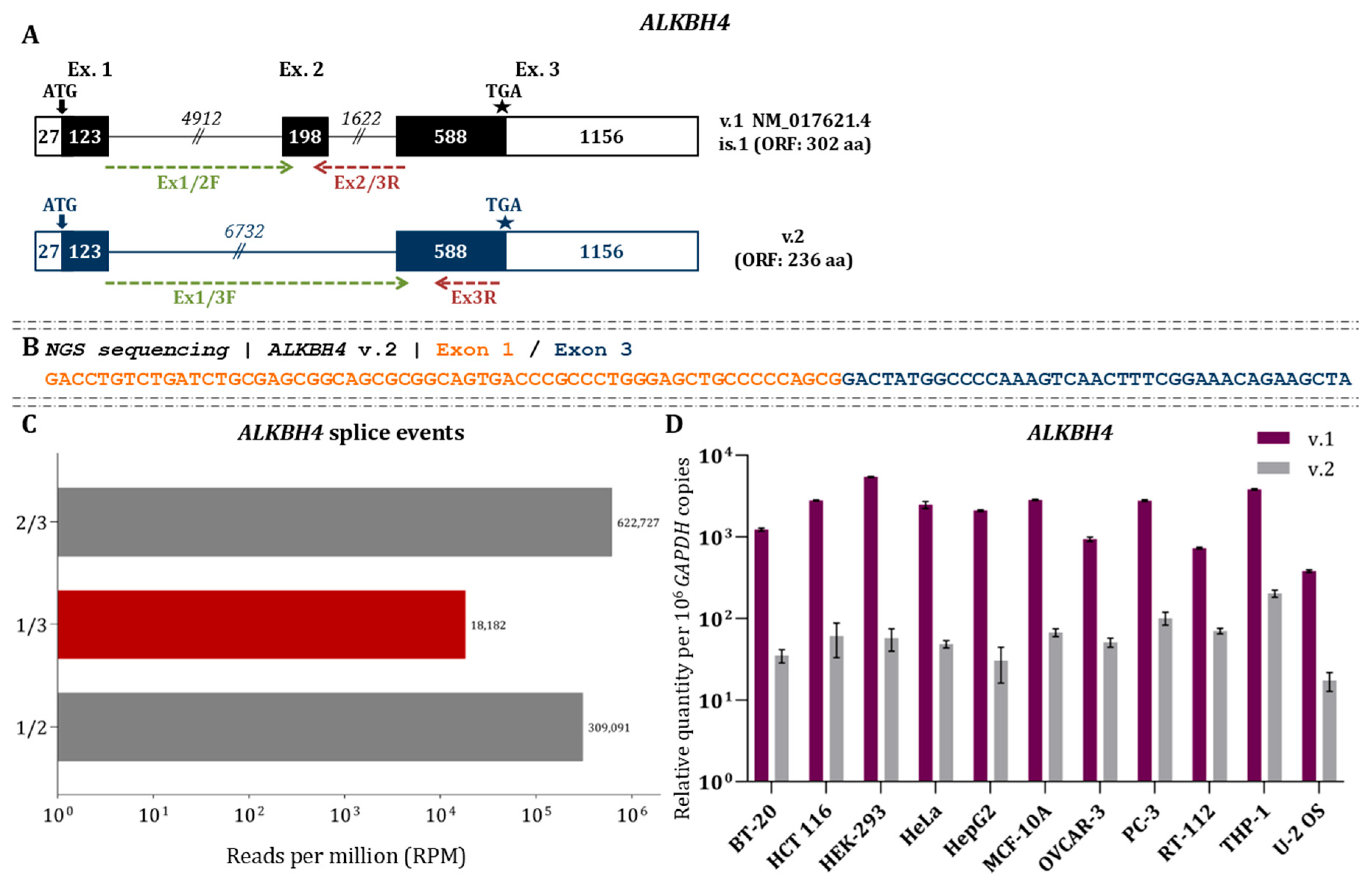 Identification of Novel Alternative Transcripts of the Human ALKBH Gene ...