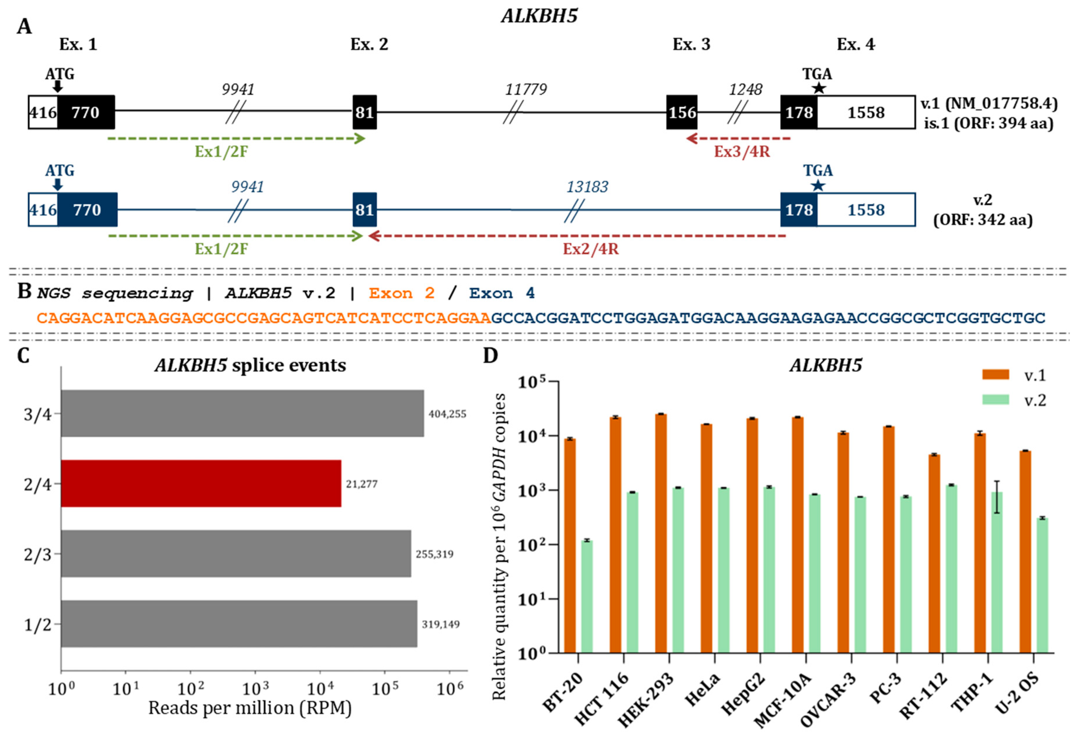 Identification of Novel Alternative Transcripts of the Human ALKBH Gene ...