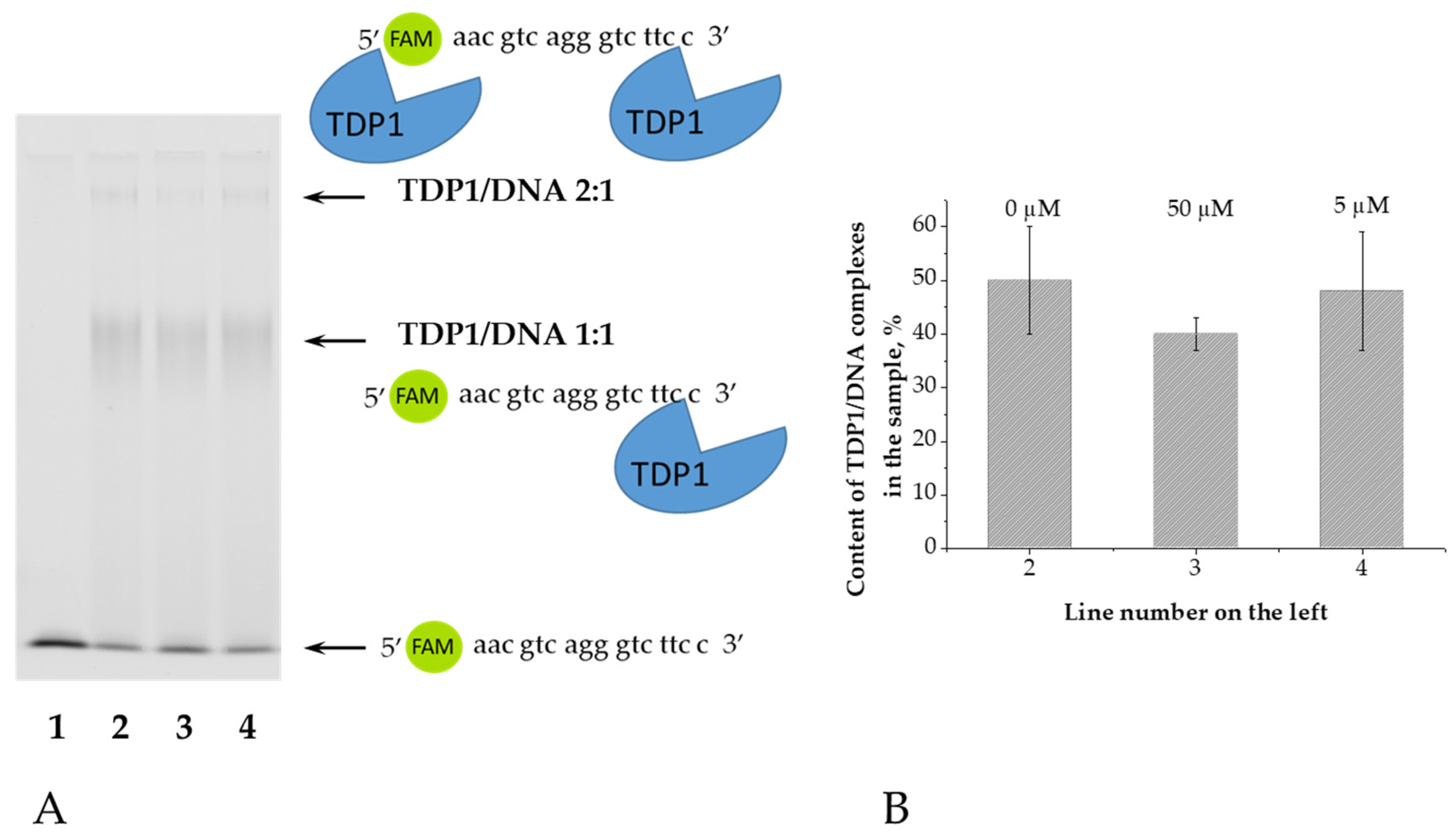 The Influence of TDP1 Inhibitor Usnic Acid Derivative OL9-116 on the ...