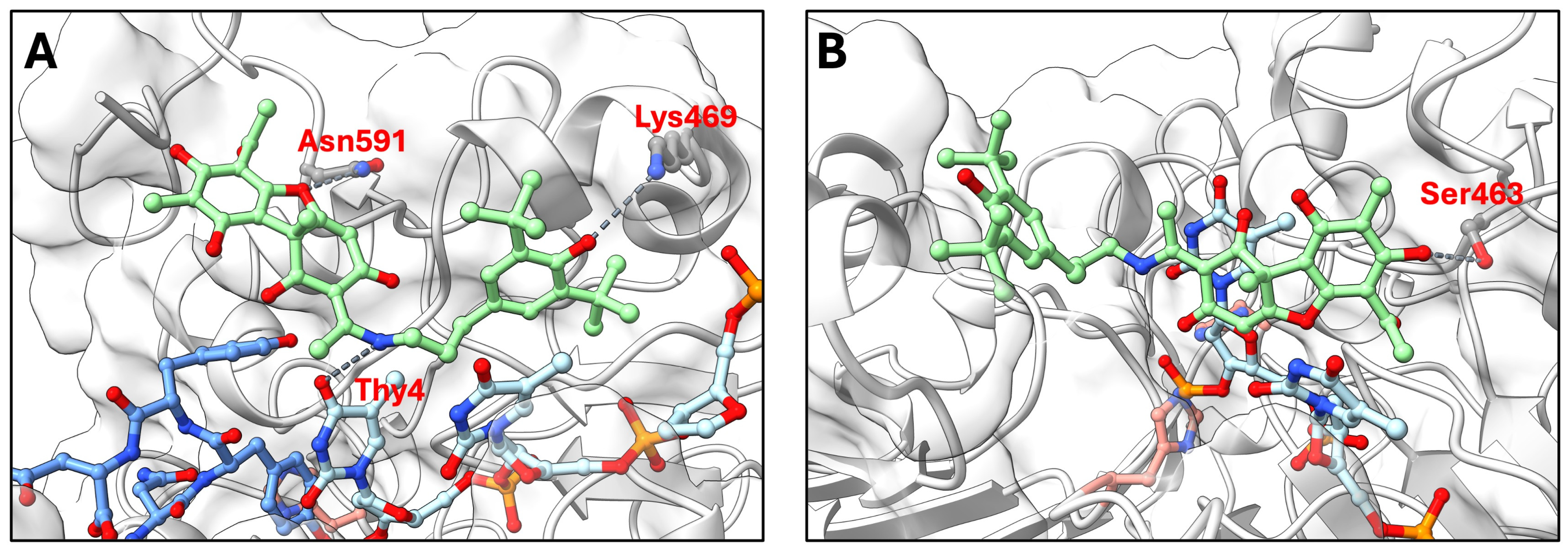 The Influence of TDP1 Inhibitor Usnic Acid Derivative OL9-116 on the ...