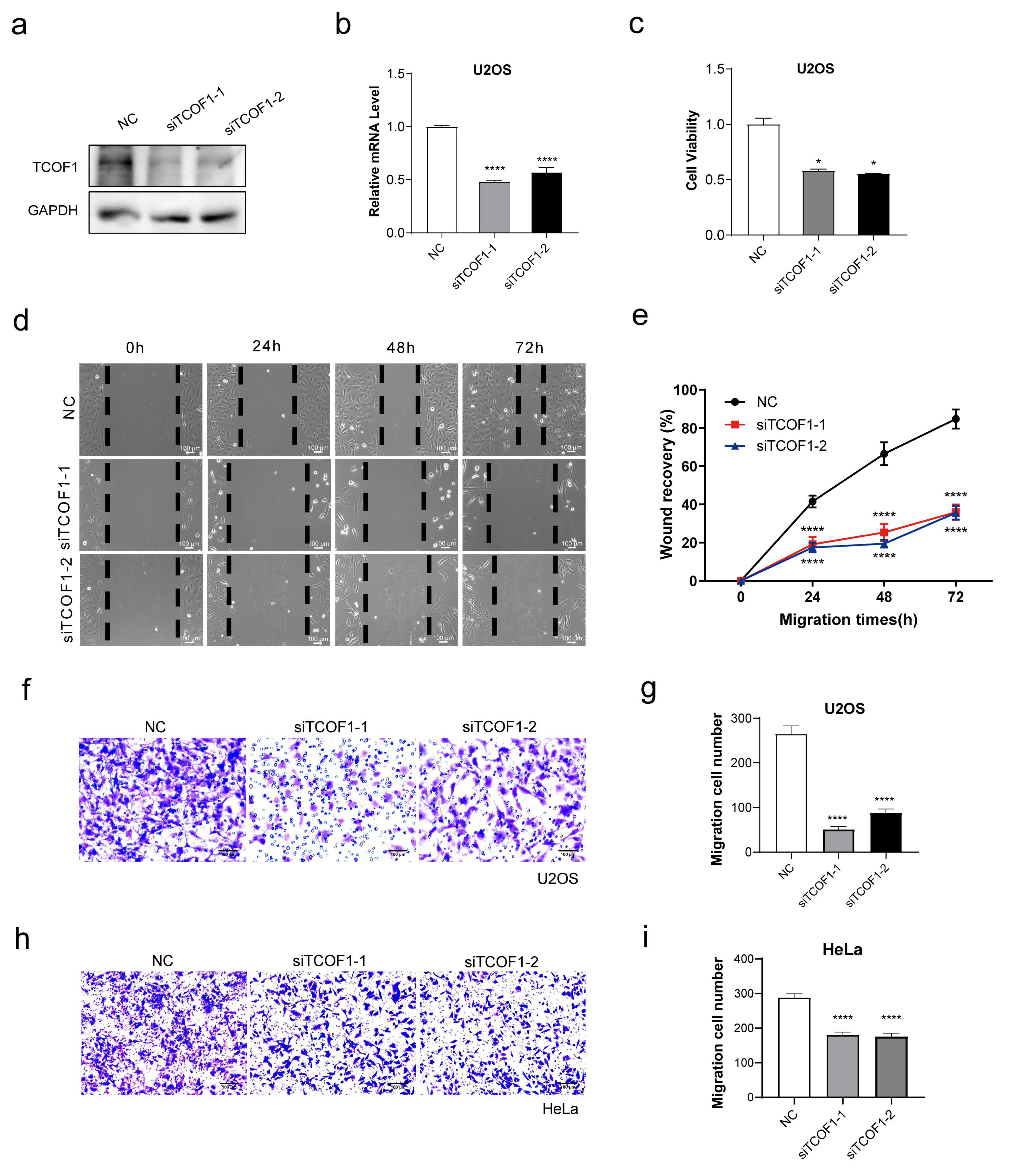 TCOF1 Regulates Tumor Cell Migration Through p53-Dependent ...
