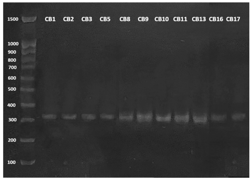 Application of Raman Spectroscopy to Rapid Discrimination of ...