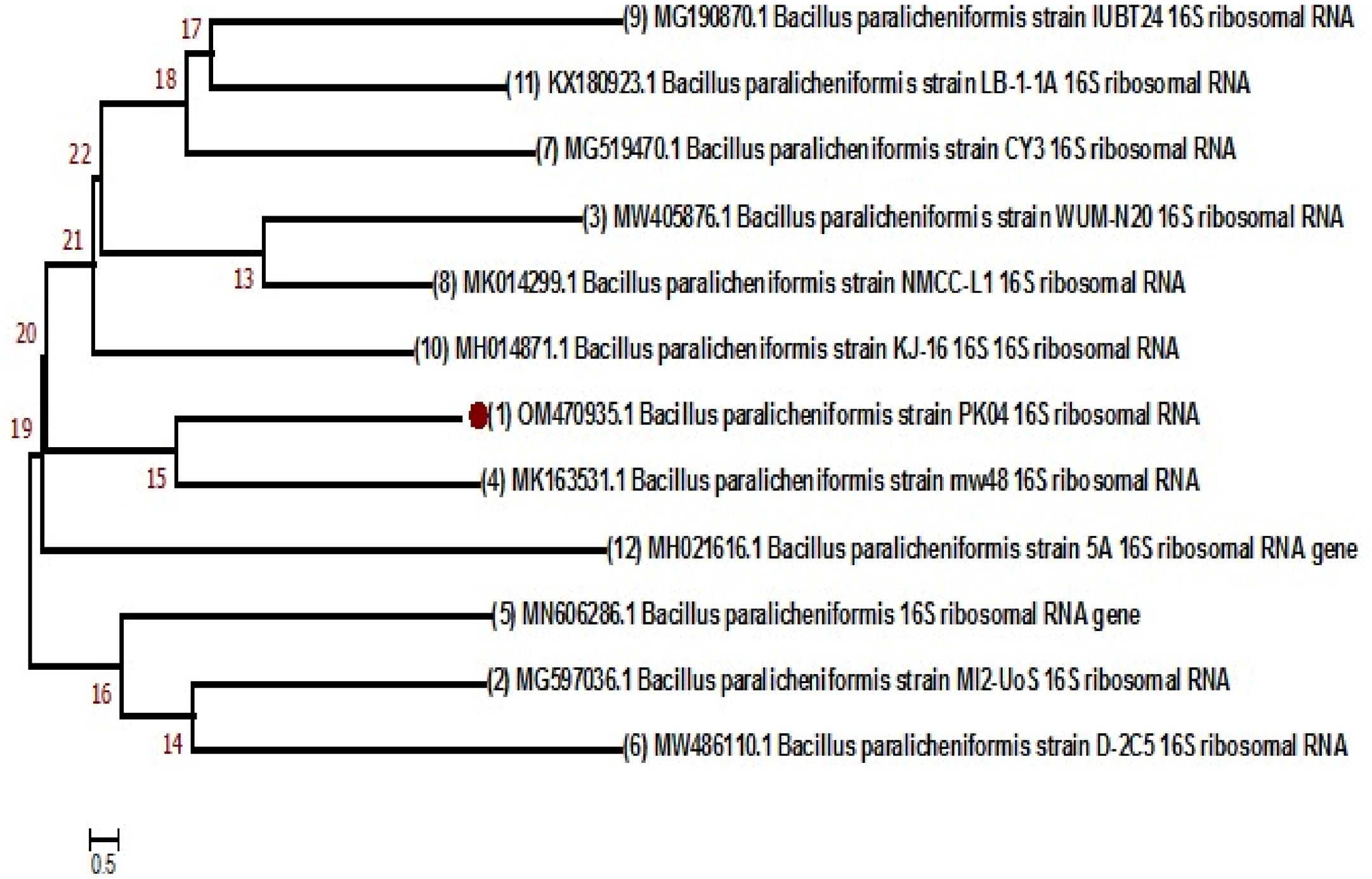 Molecular Profiling of Soil-Derived Bacillus subtilis and Bacillus ...