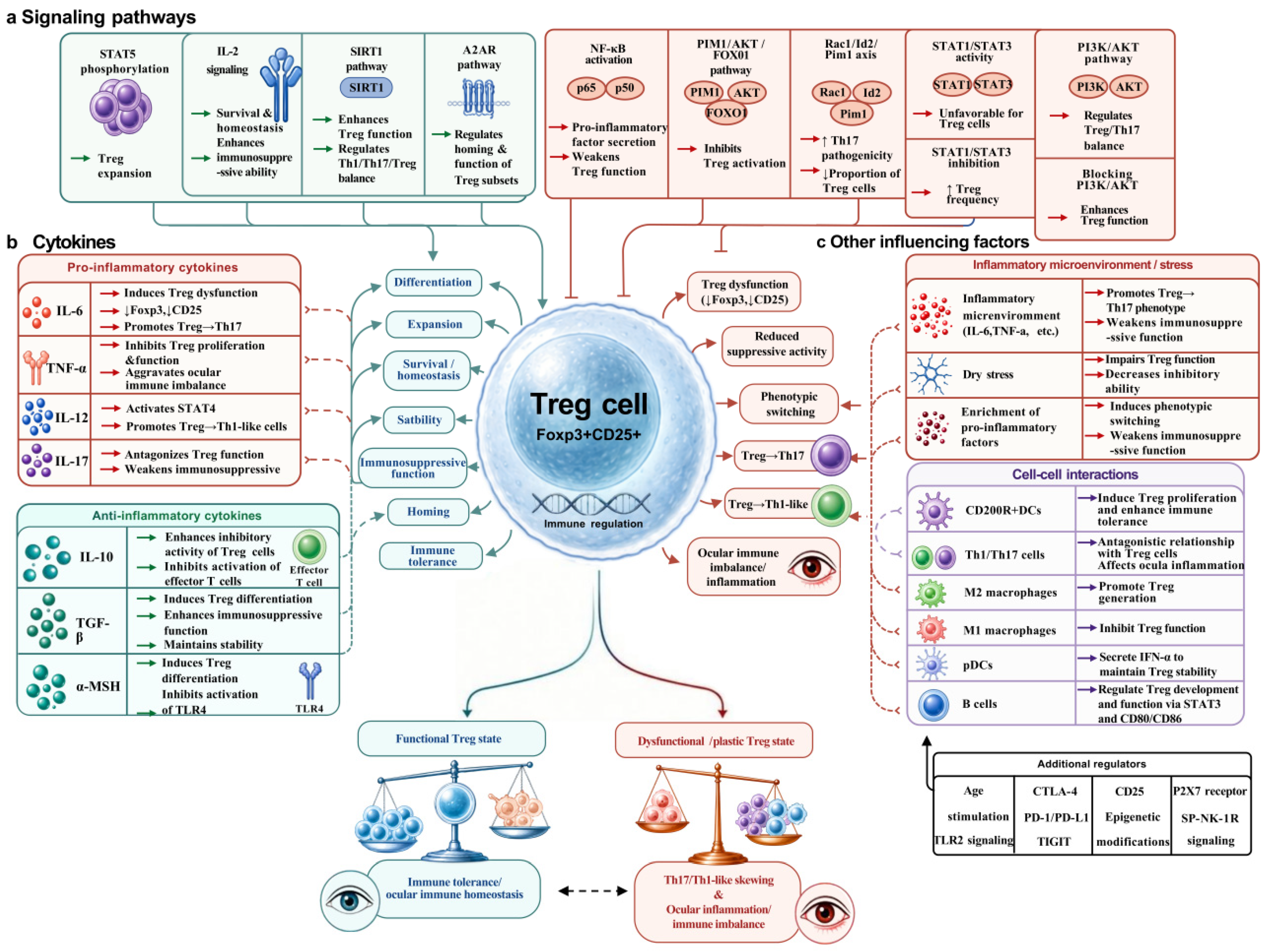 Research Progress on the Regulatory Role of Treg Cells in Inflammatory ...
