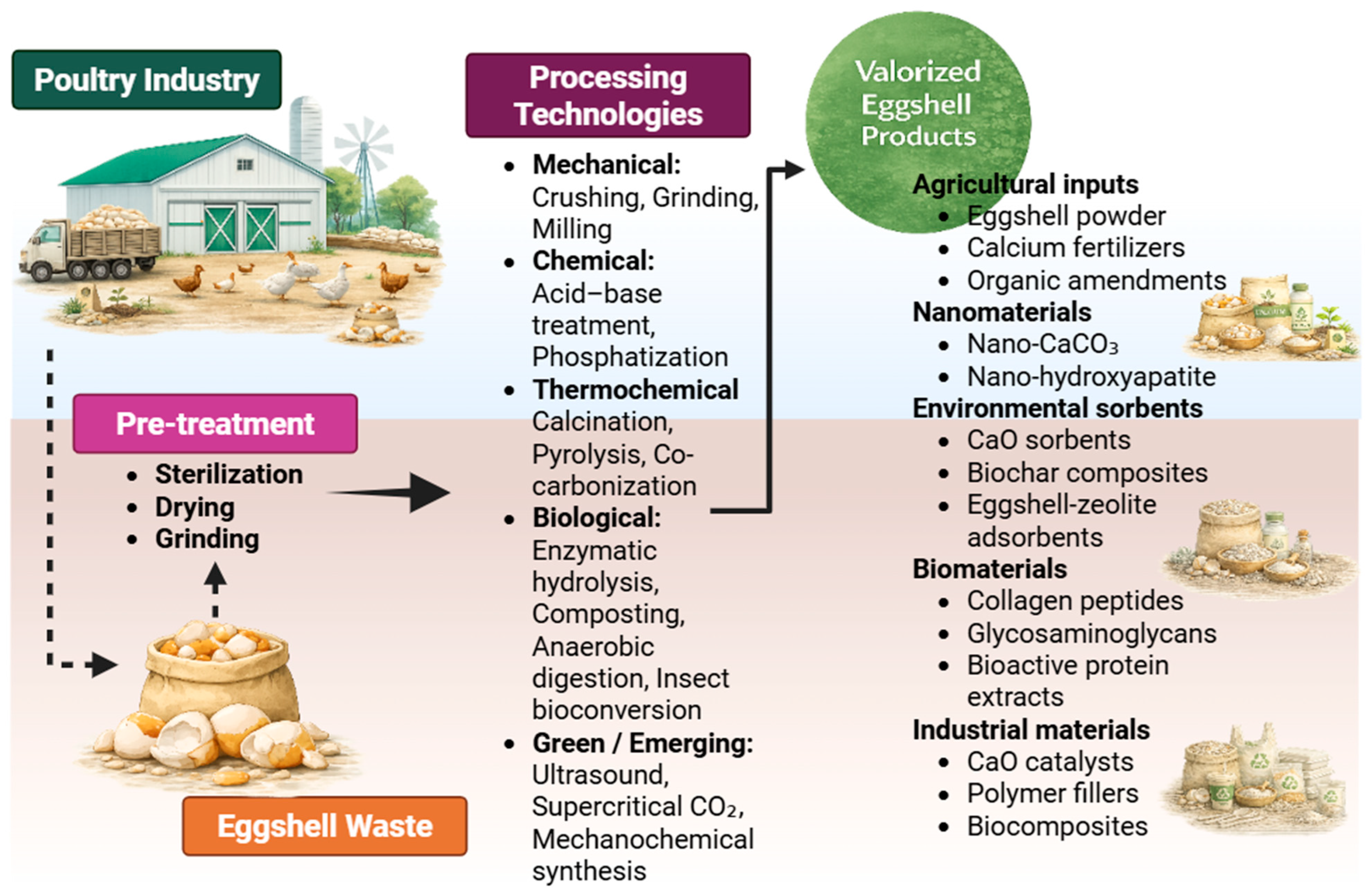 Eggshell Waste Valorization for Sustainable Agriculture: Applications ...