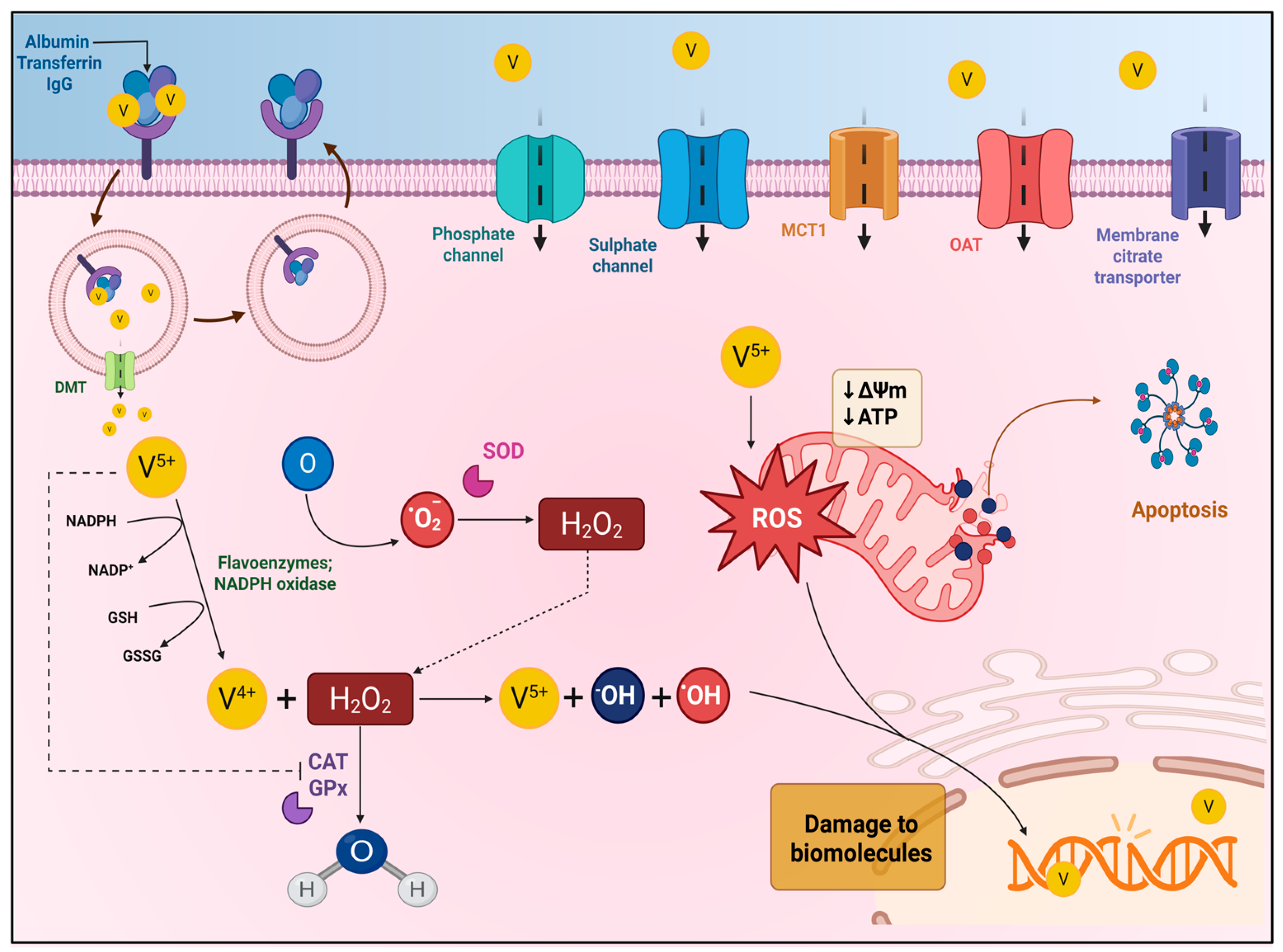 Vanadium Toxicity and Mitochondrial Dysfunction: Health Effects ...