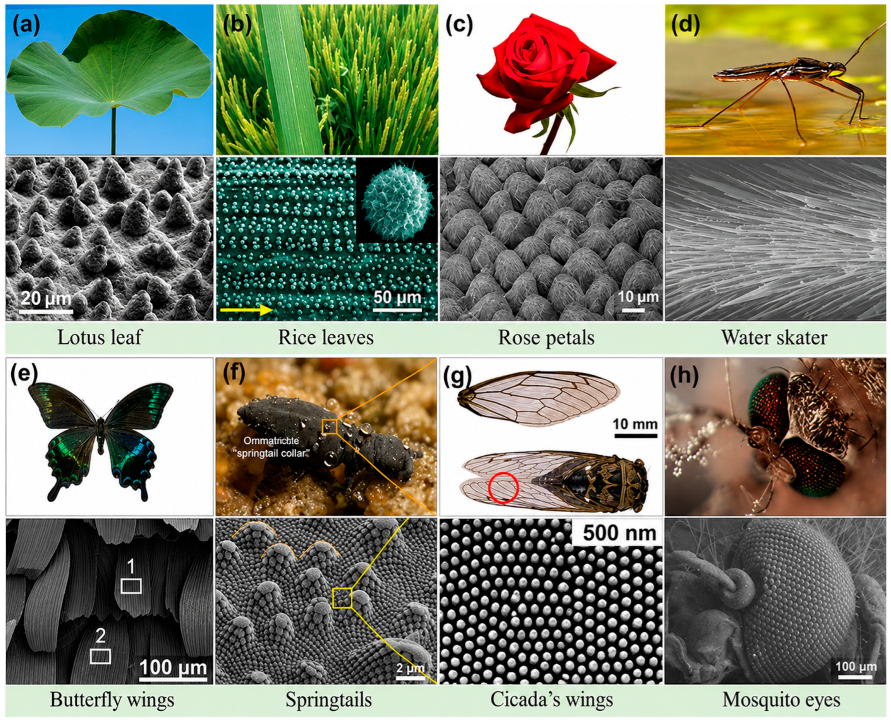 Laser Micro/Nanofabrication of Superhydrophobic Surfaces: Fundamentals ...