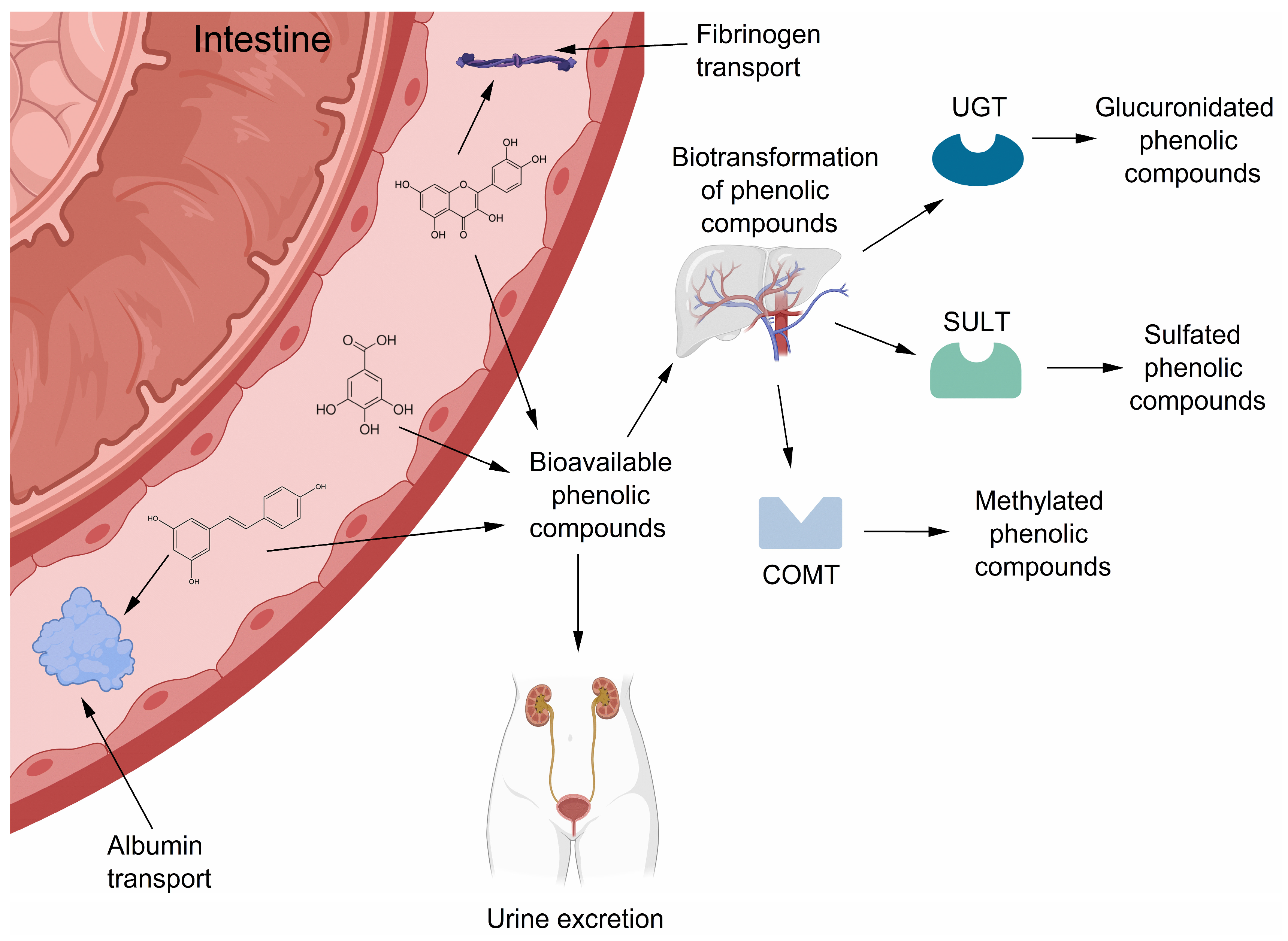 Phenolic Compound Transport from Gut to Brain: Their Chemical ...