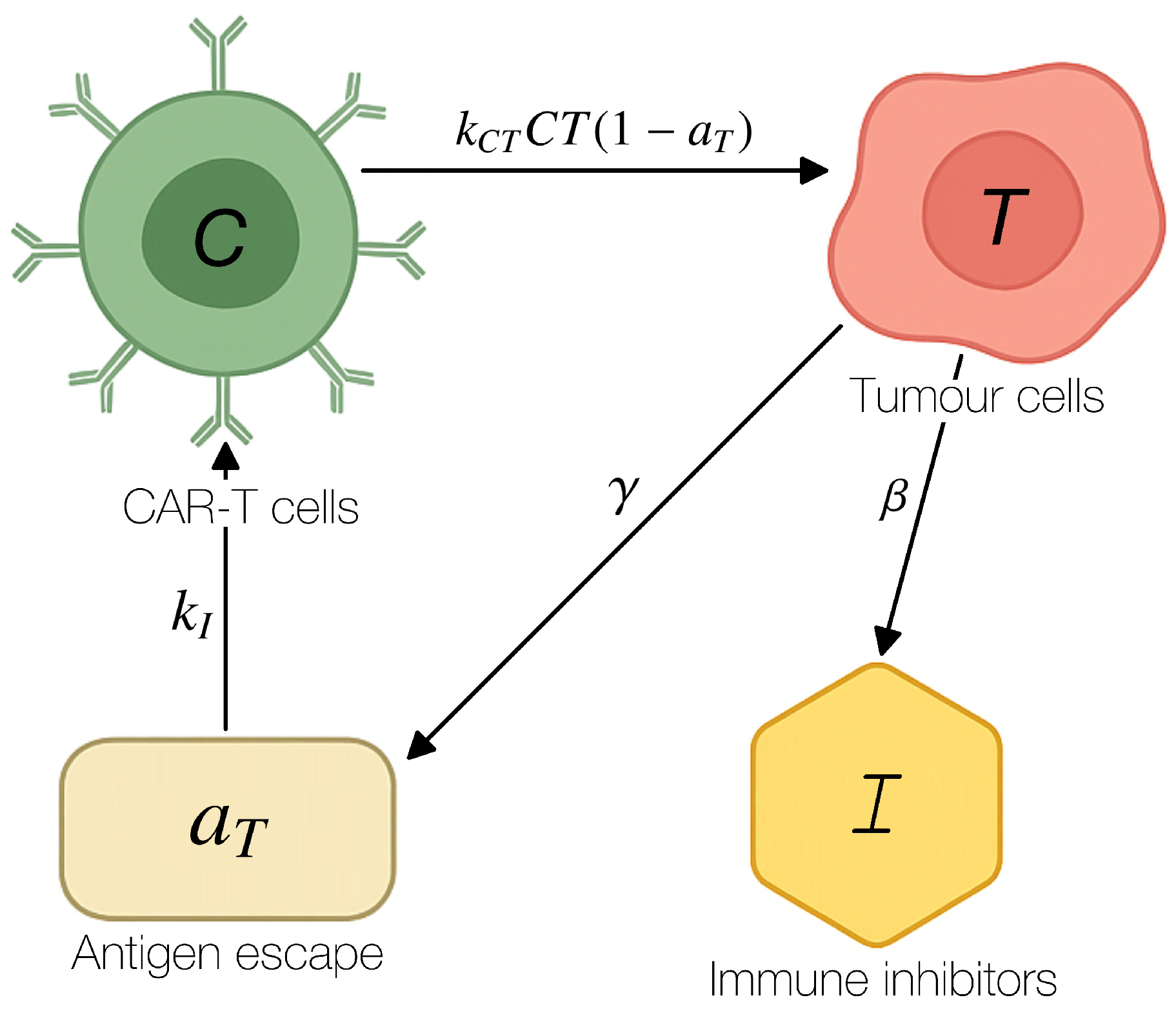 Reaction-Diffusion Model of CAR-T Cell Therapy in Solid Tumours with ...