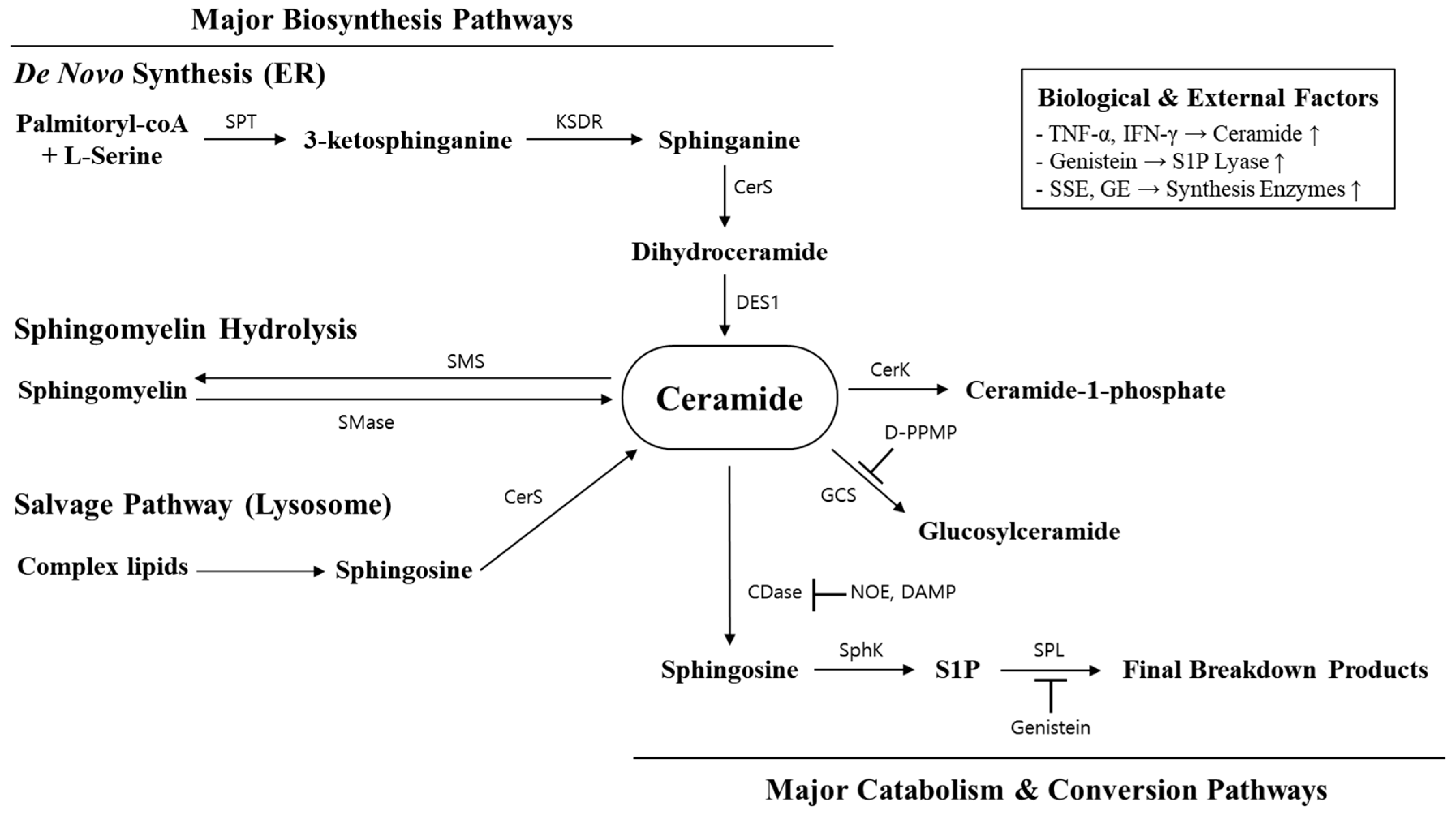 Multi-Target Strategies for Enhancing Ceramide Production: A Review of ...