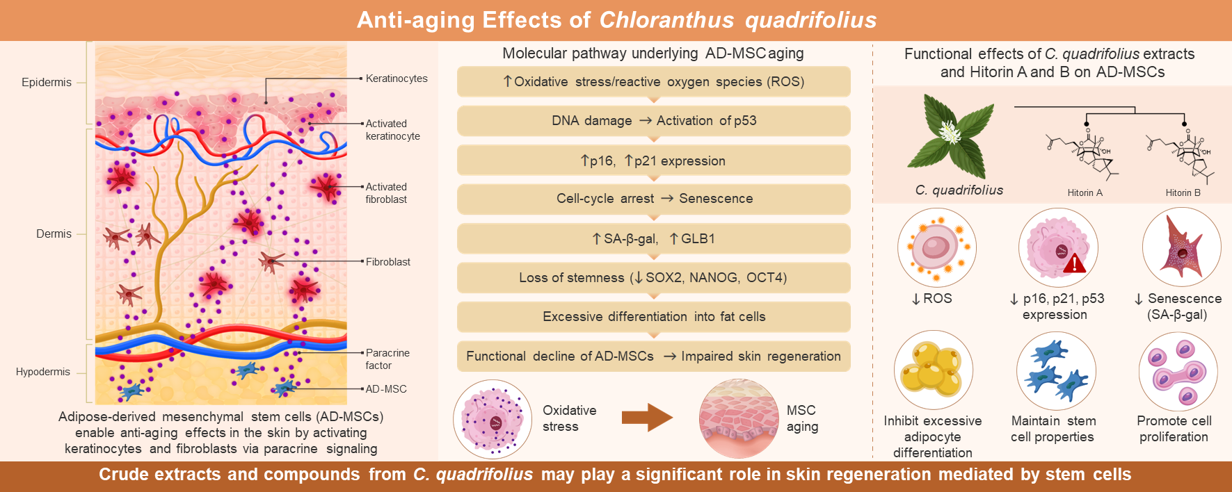 Biological Activities of the Extract and Hitorins A and B from ...