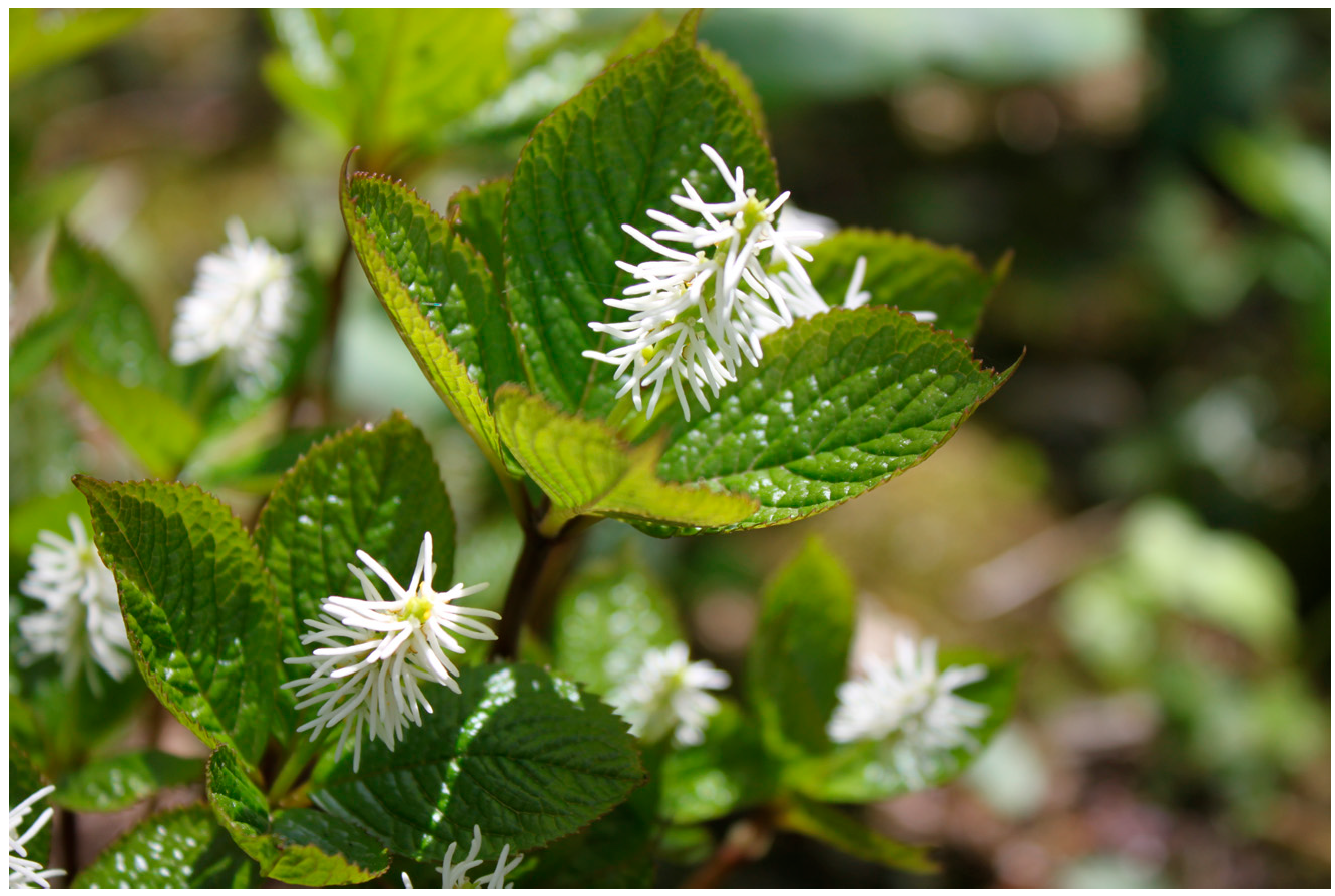 Biological Activities of the Extract and Hitorins A and B from ...