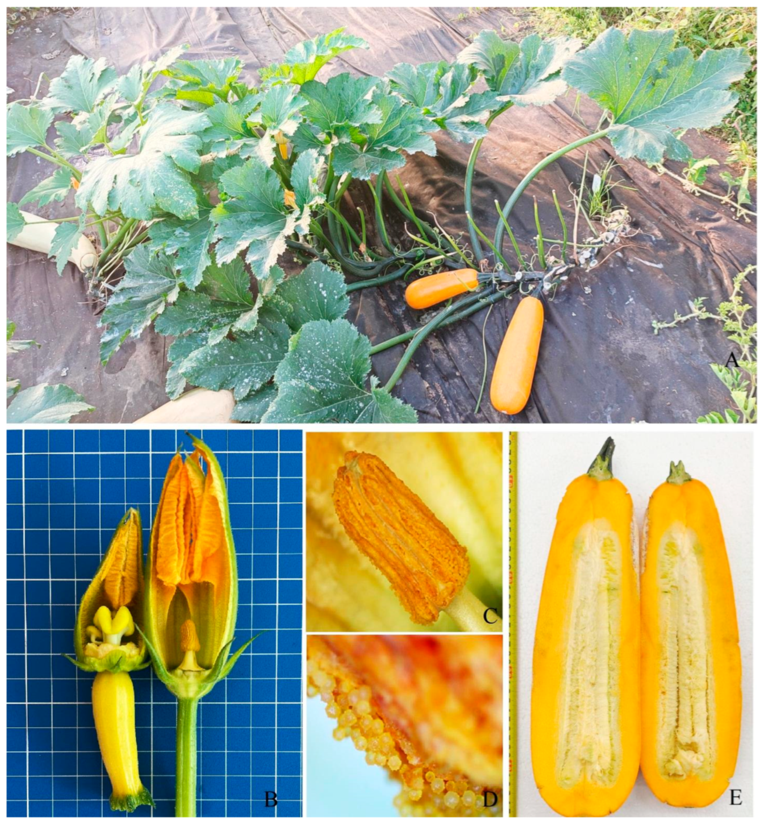 Advances in Polyploid Breeding of Cucurbitaceae Crops: From Polyploidy ...