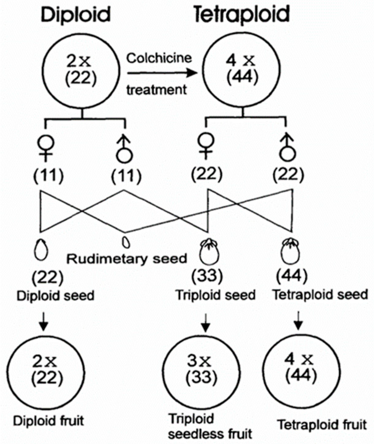 Advances in Polyploid Breeding of Cucurbitaceae Crops: From Polyploidy ...