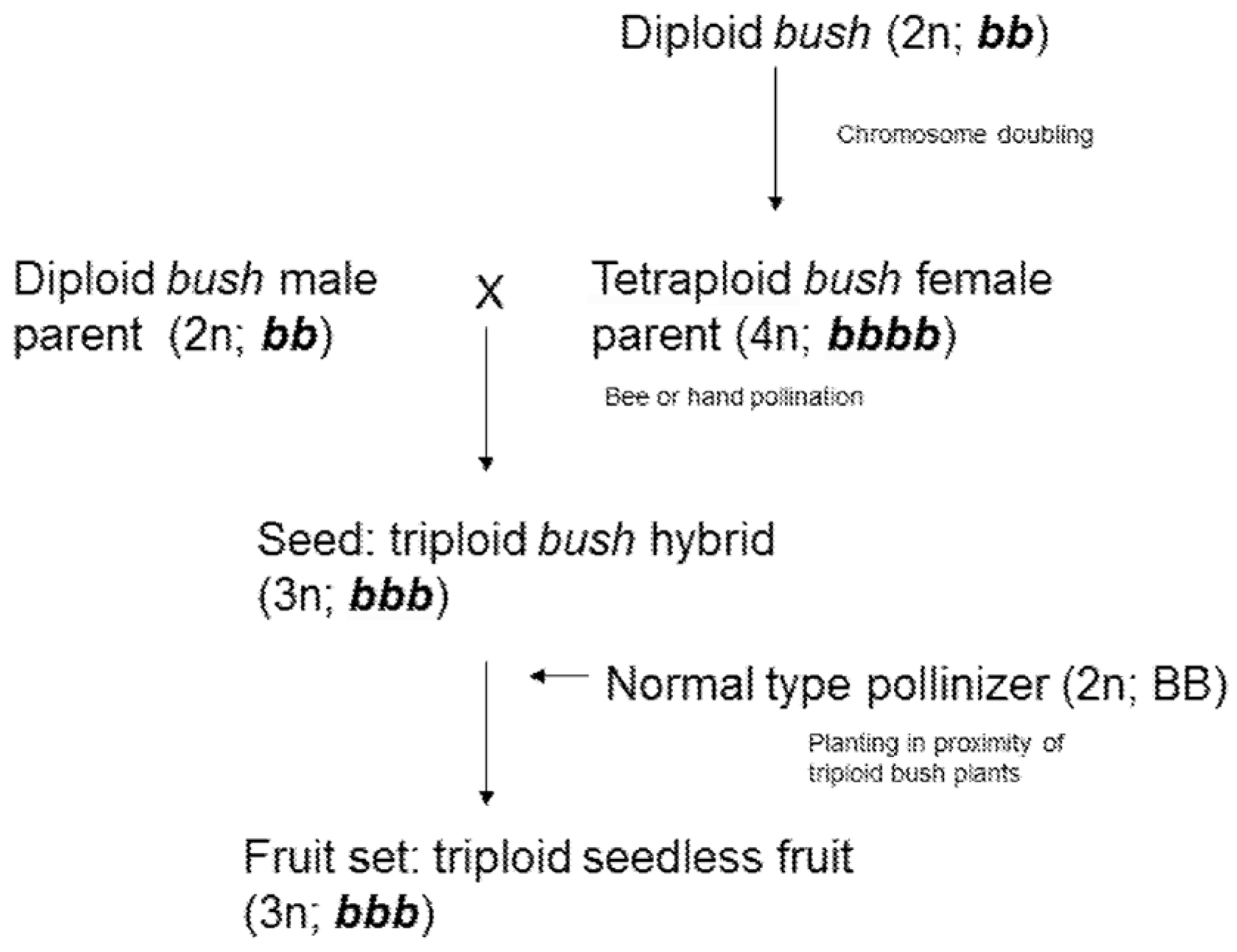Advances in Polyploid Breeding of Cucurbitaceae Crops: From Polyploidy ...