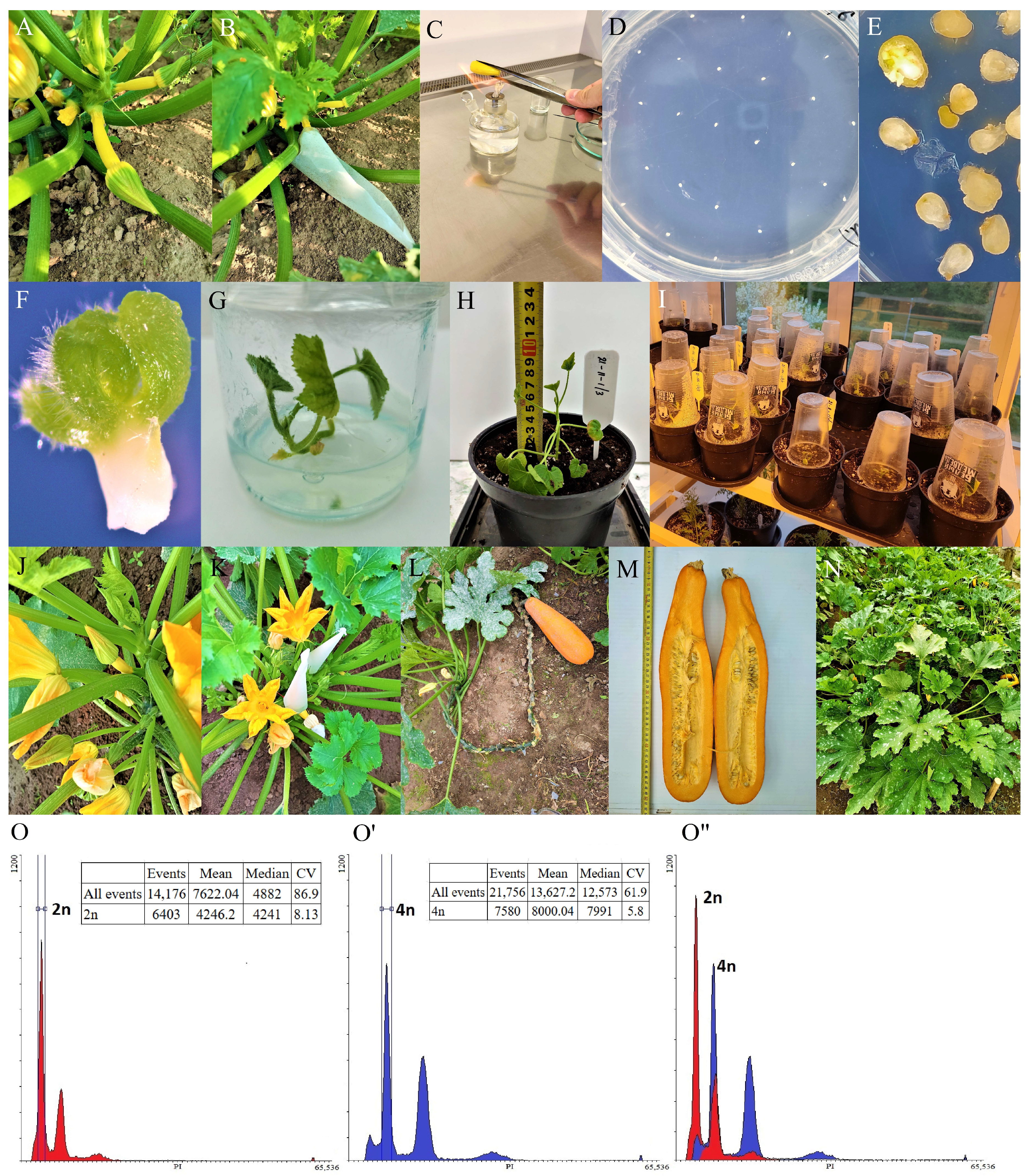 Advances in Polyploid Breeding of Cucurbitaceae Crops: From Polyploidy ...
