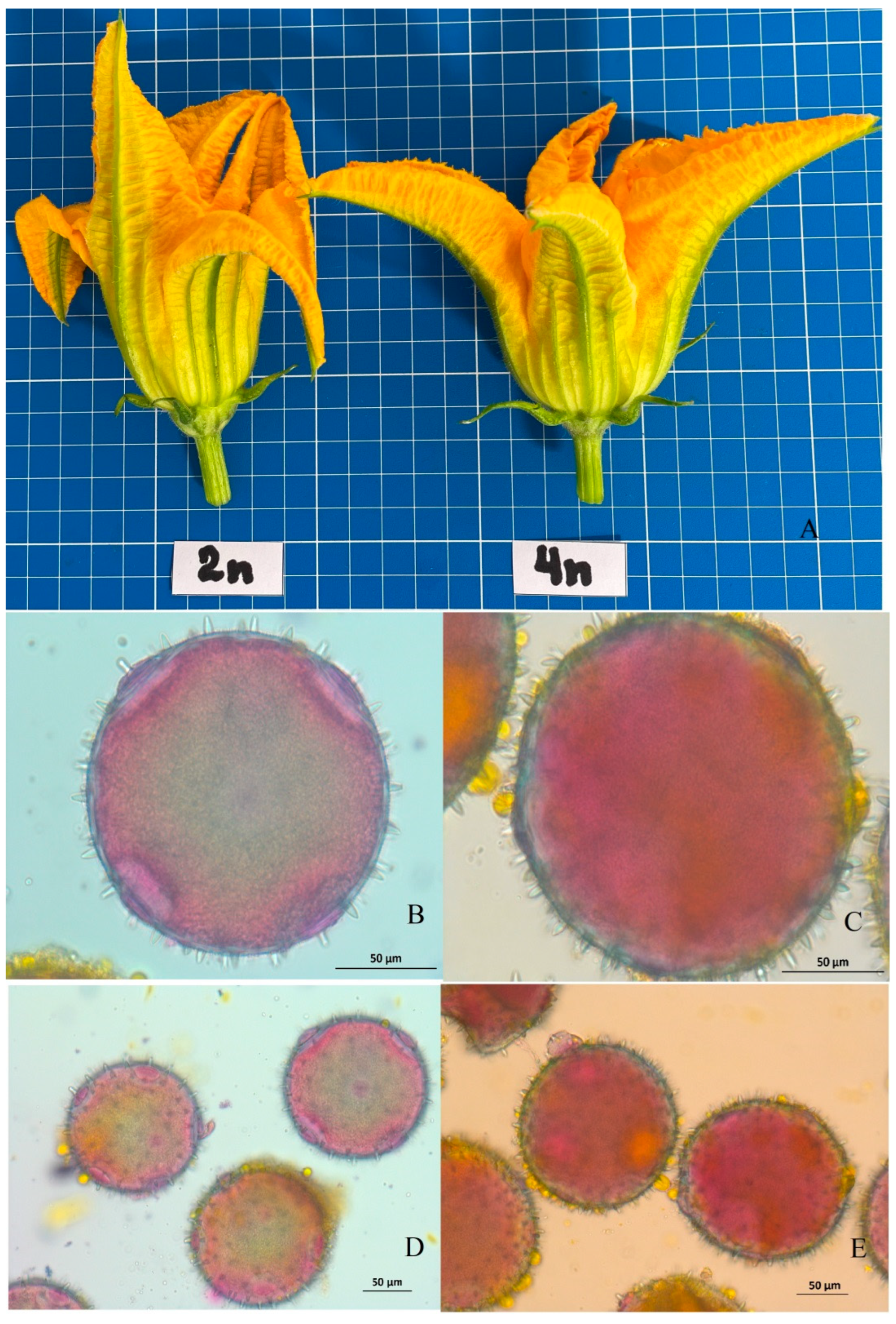 Advances in Polyploid Breeding of Cucurbitaceae Crops: From Polyploidy ...
