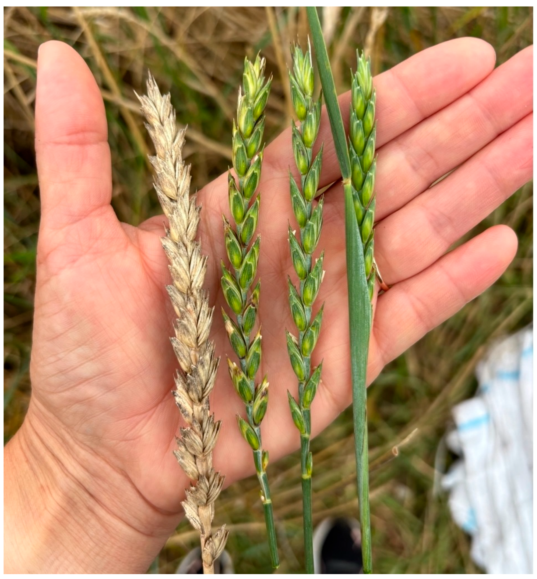 Morphological and Baking Properties of the Blue-Grained ×Trititrigia ...