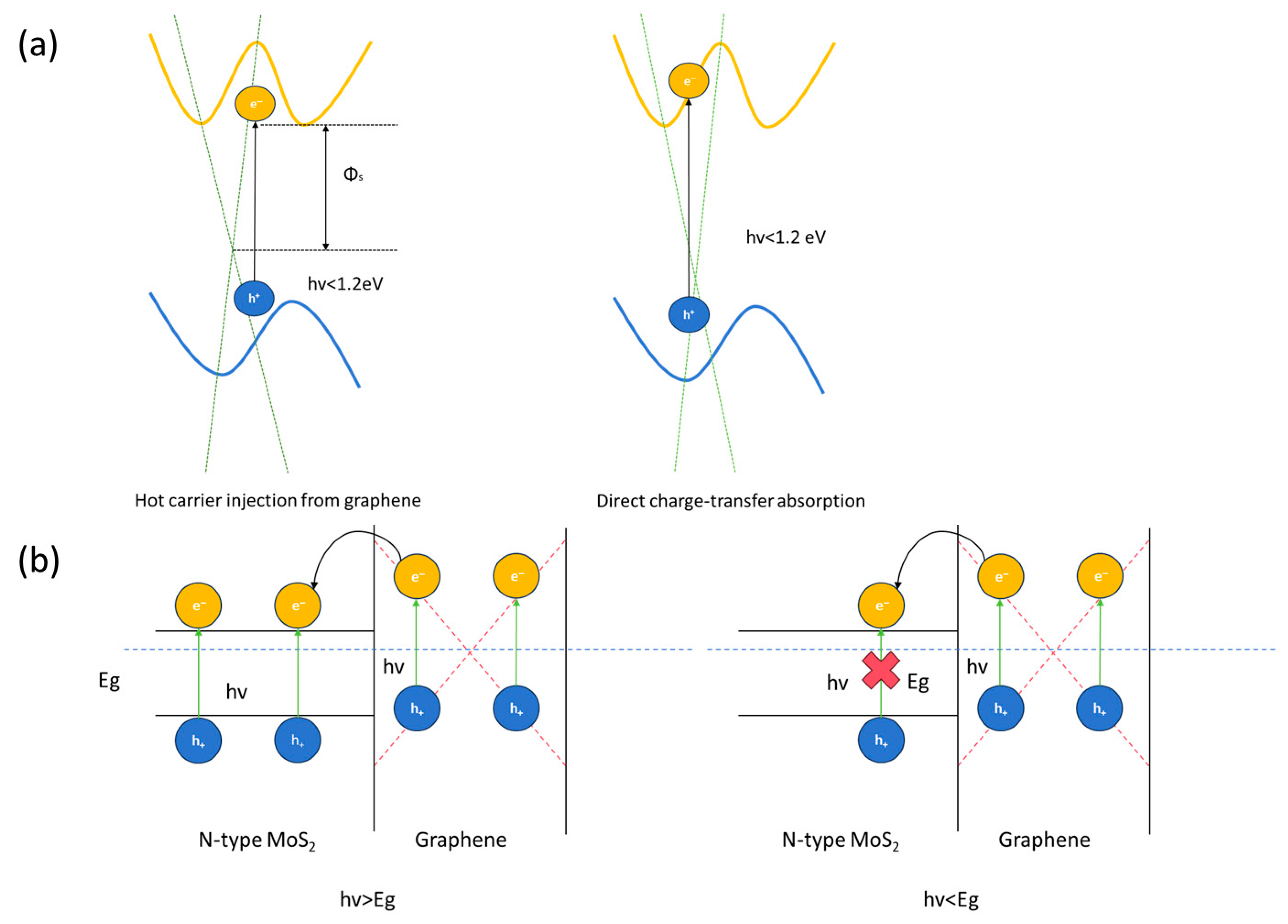 A Graphene–Molybdenum Disulfide Heterojunction Phototransistor
