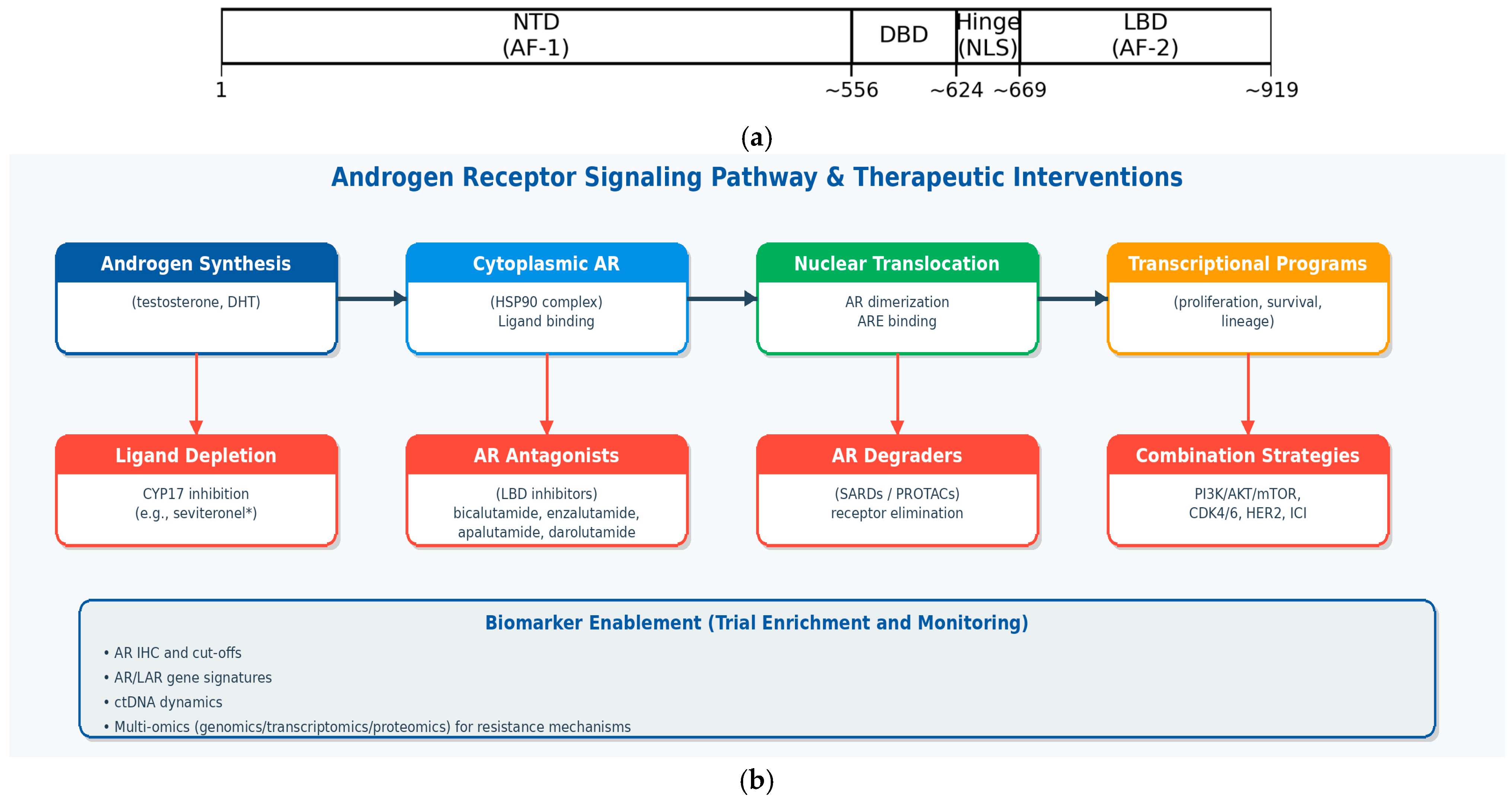The Role of Androgen Receptor and Antiandrogen Therapy in Breast Cancer ...