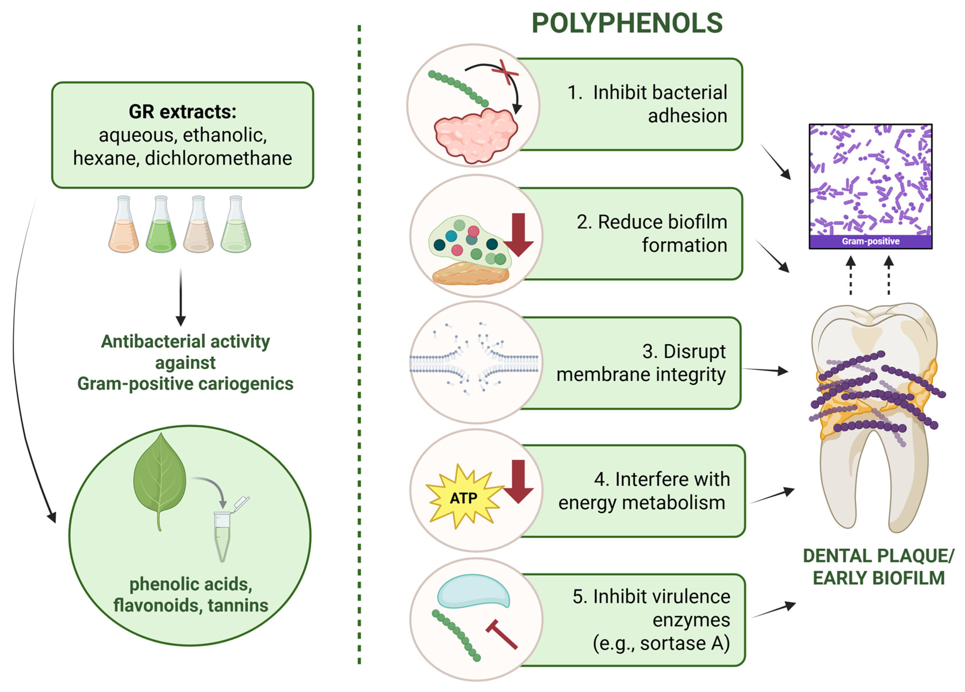 Geranium robertianum L. in Oral Health: From Phytochemical Profile to ...