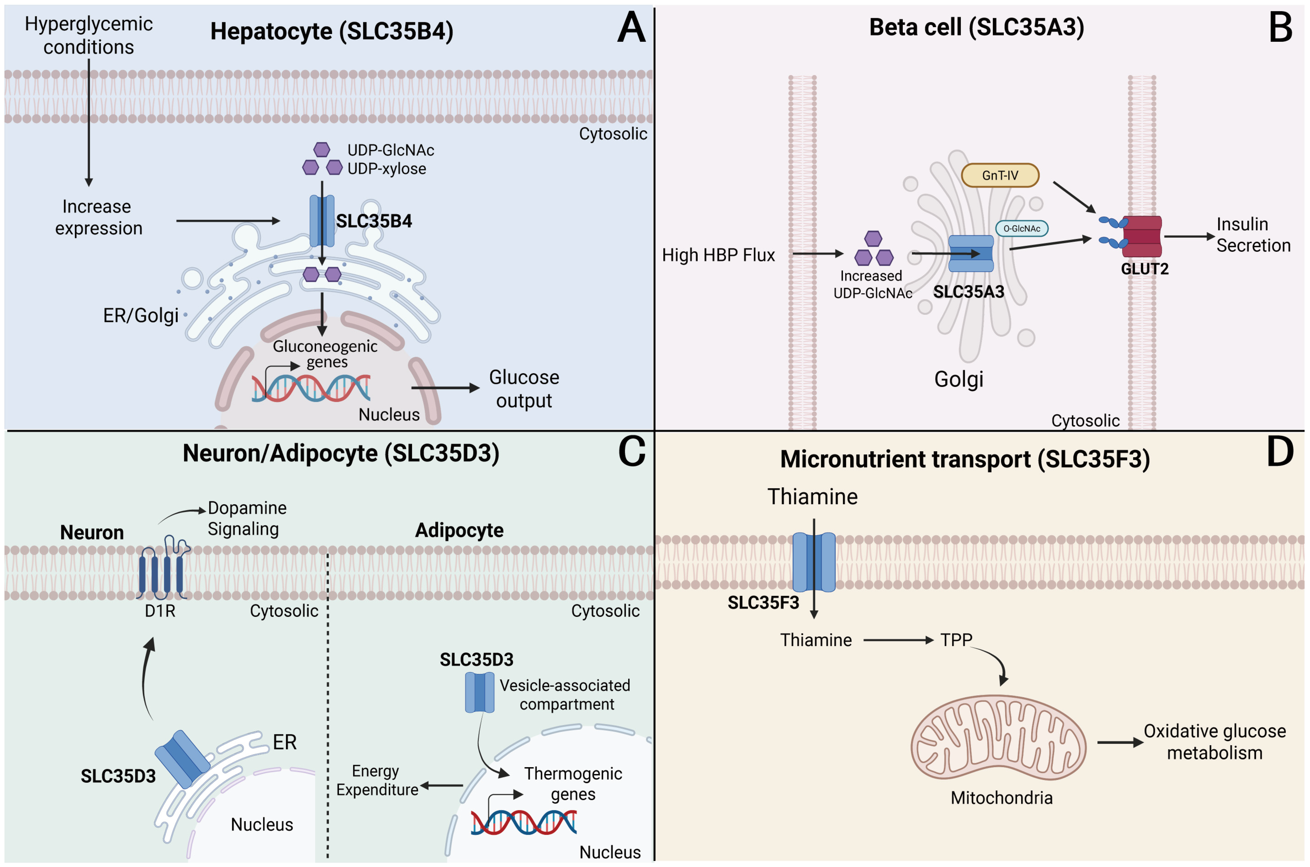 SLC35 Transporters: The Missing Link Between Glycosylation and Type 2 ...