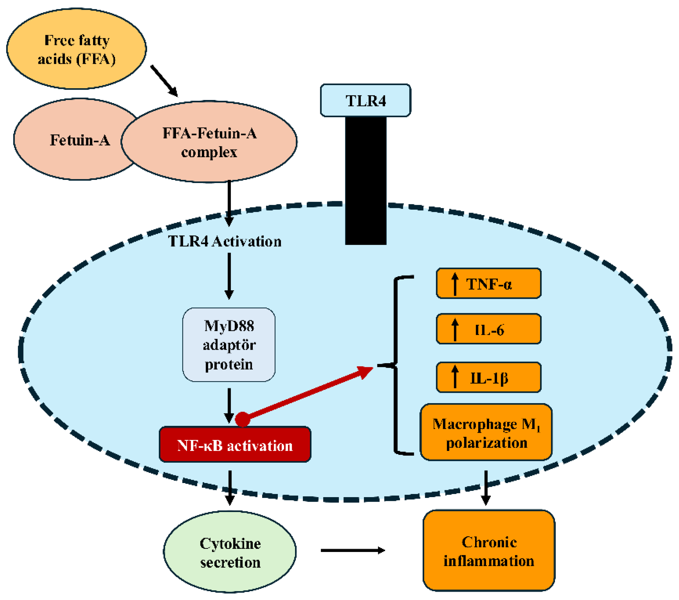 Chymase and Fetuin-A in Metabolic Inflammation: Molecular Pathways ...