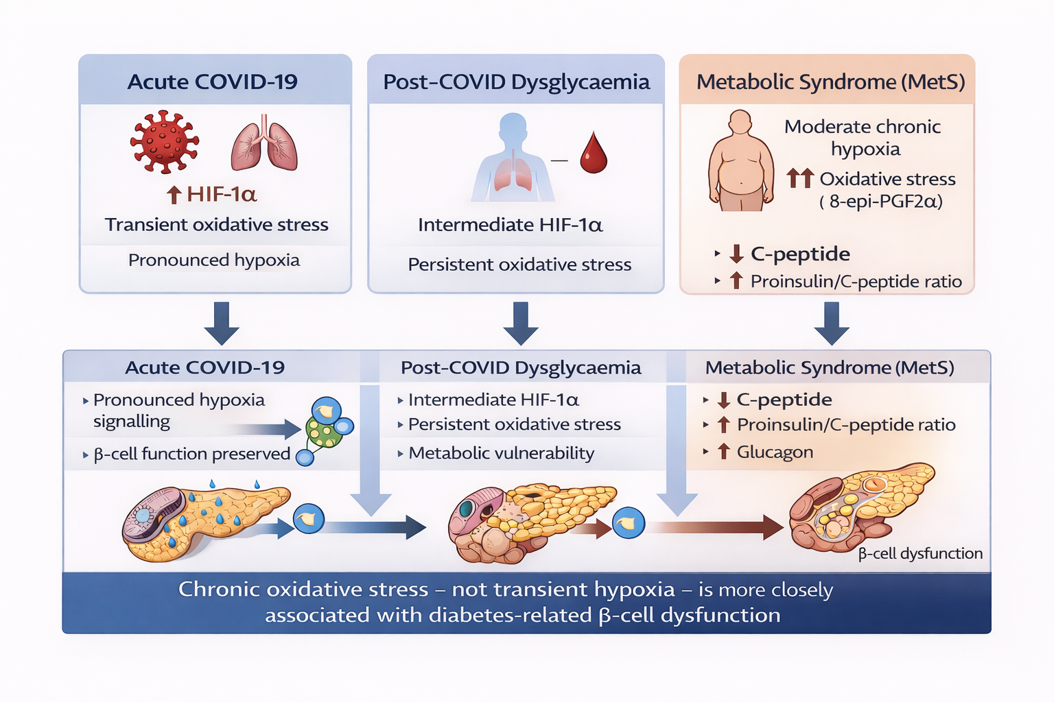 Diabetes-Related β-Cell Dysfunction Across COVID-19 and Metabolic ...