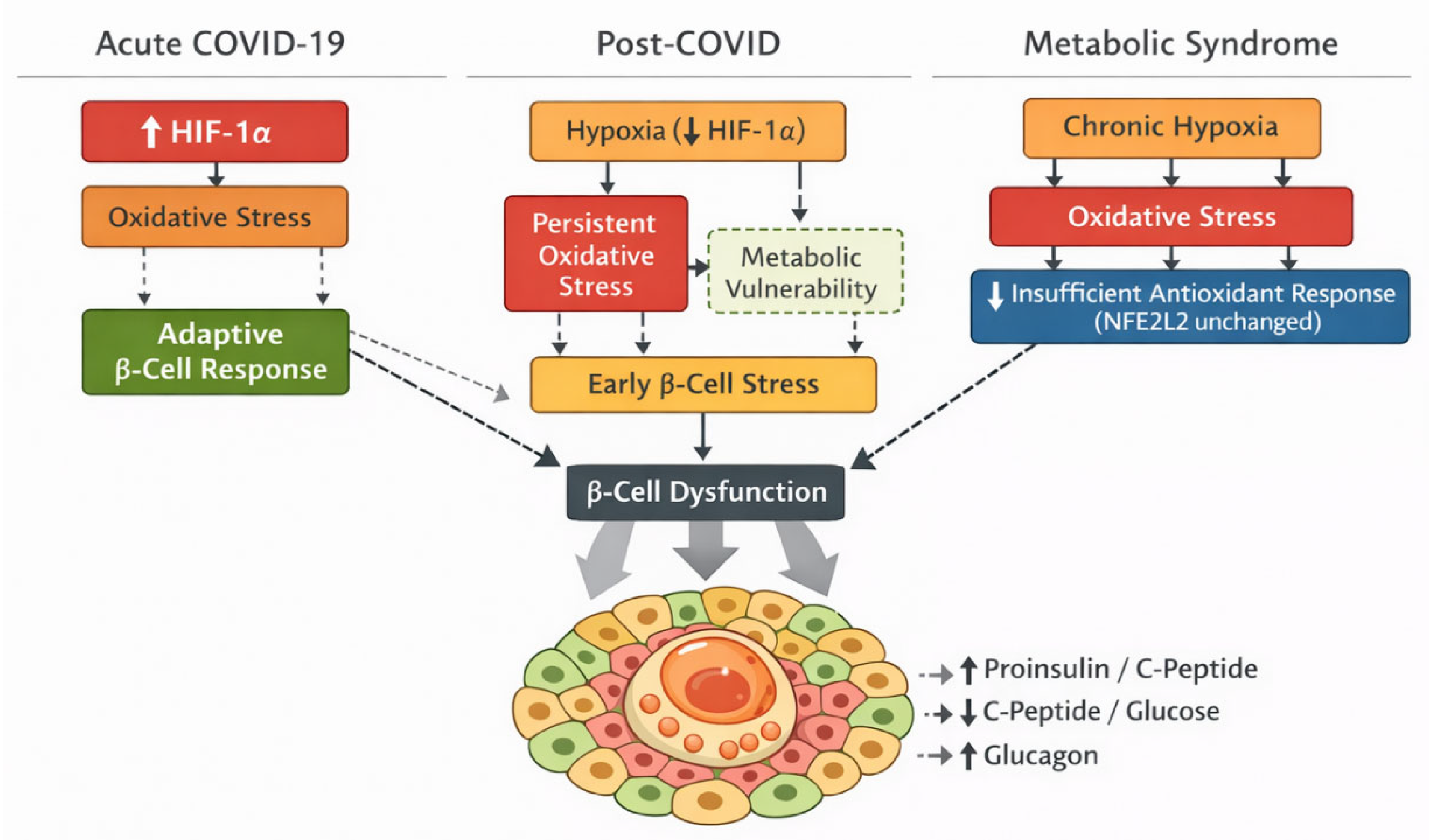 Diabetes-Related β-Cell Dysfunction Across COVID-19 and Metabolic ...