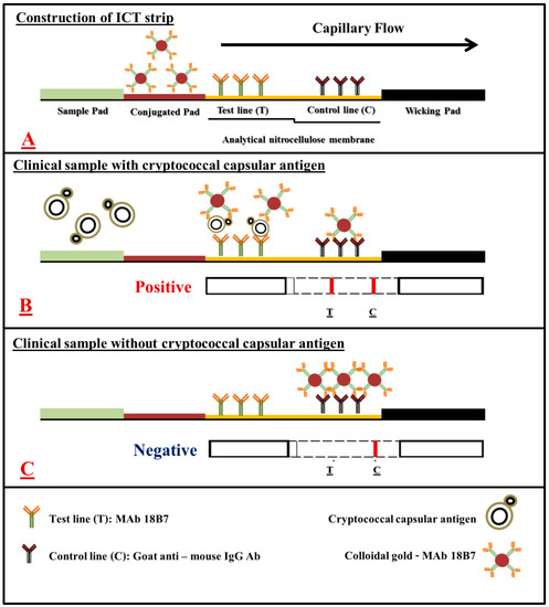 A Novel, Inexpensive In-House Immunochromatographic Strip Test for ...