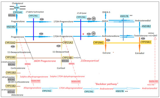 46,XX DSD: Developmental, Clinical and Genetic Aspects