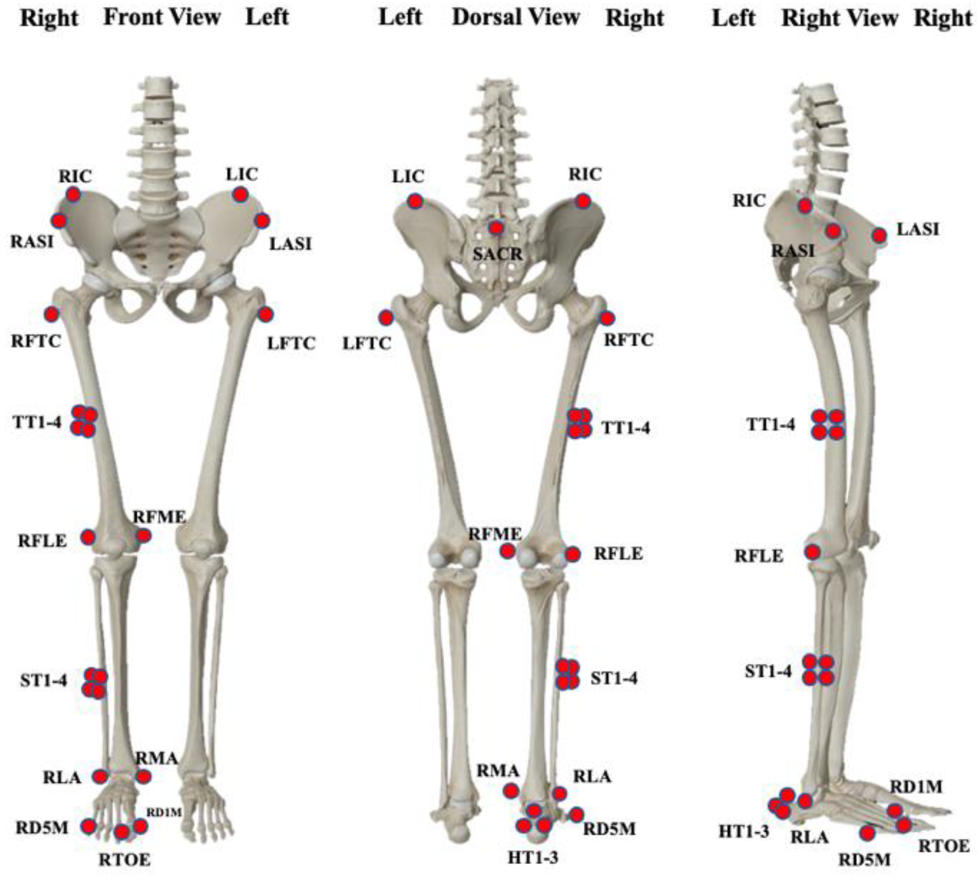 Diagnostics Free Full Text The Effect Of Fatigue On Lower Limb Diagnostics Free Full Text The Effect Of Fatigue On Lower Limb