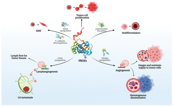 The Role of PROX1 in Neoplasia: A Key Player Often Overlooked