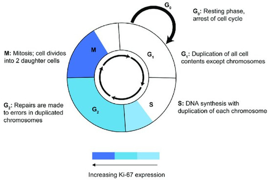 Proposal for a New Diagnostic Histopathological Approach in the ...
