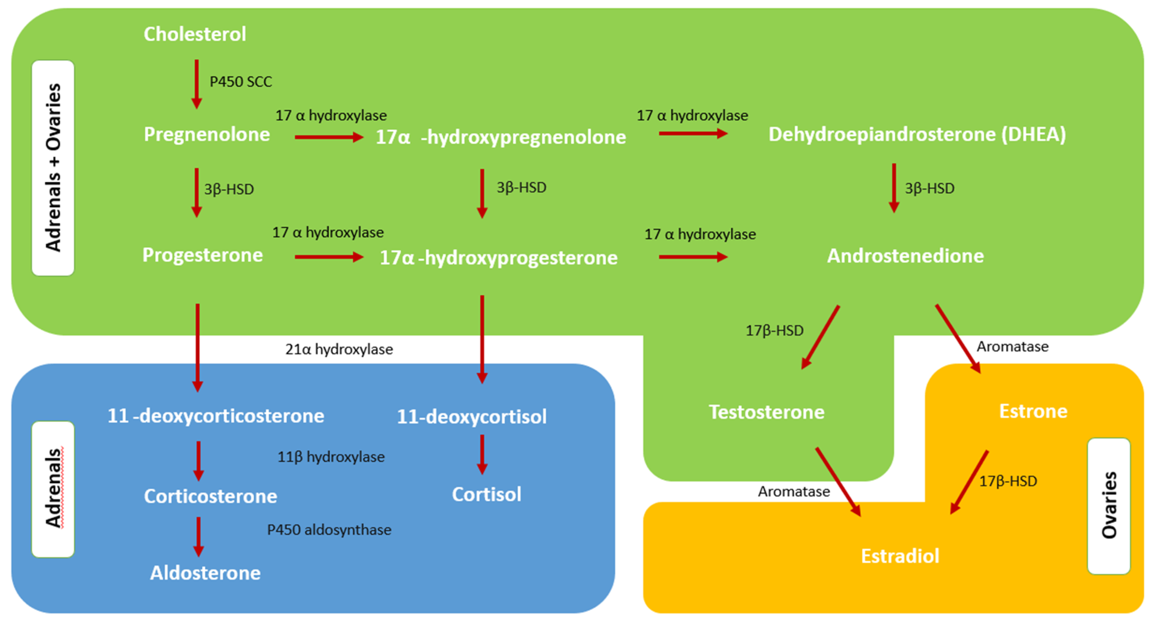 Diagnostics Free Full Text Differentiating Polycystic Ovary Diagnostics Free Full Text Differentiating Polycystic Ovary