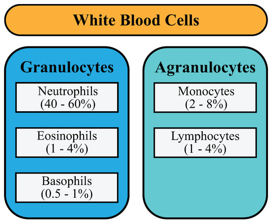 Classification of White Blood Cells: A Comprehensive Study Using ...