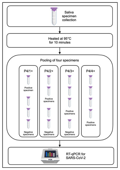 Accelerating the Laboratory Testing Capacity through Saliva Pooling ...