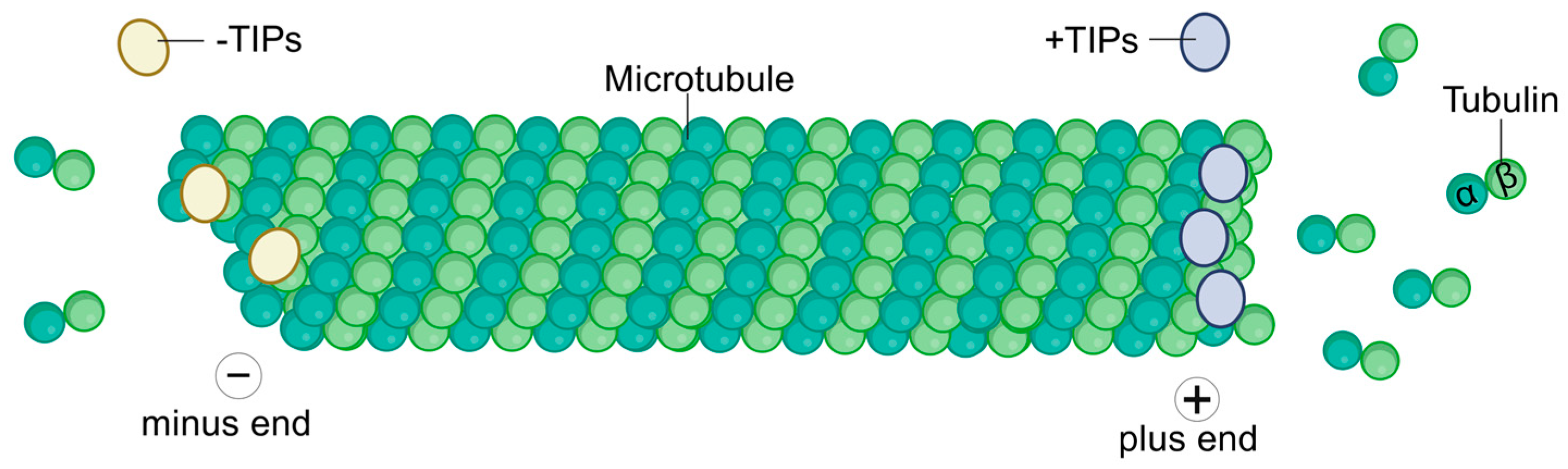 Microtubule Minus-End Binding Proteins in Cancer: Advances