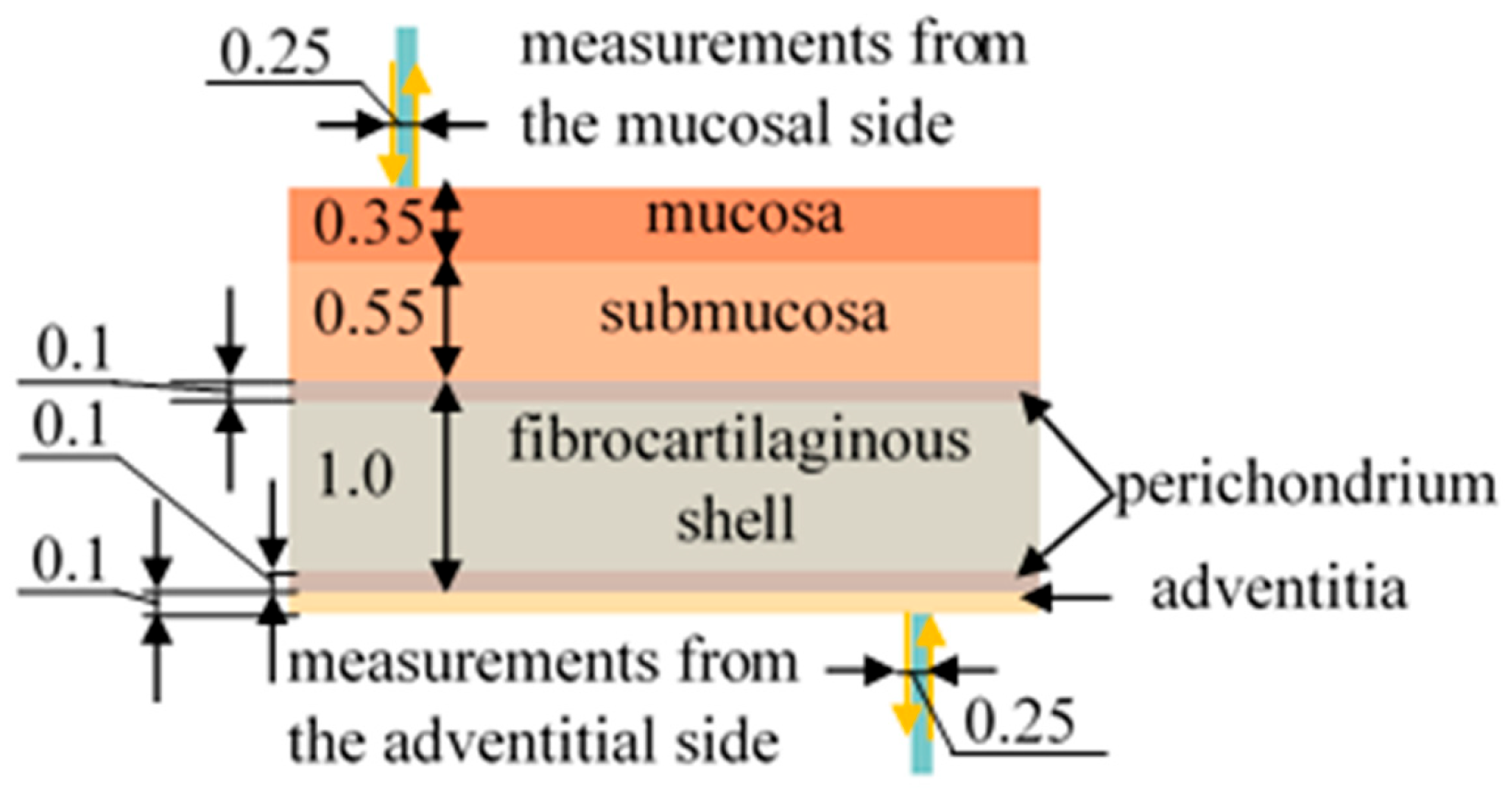 Effect of the Tracheal Optical Properties on the Spectral Assessment of ...