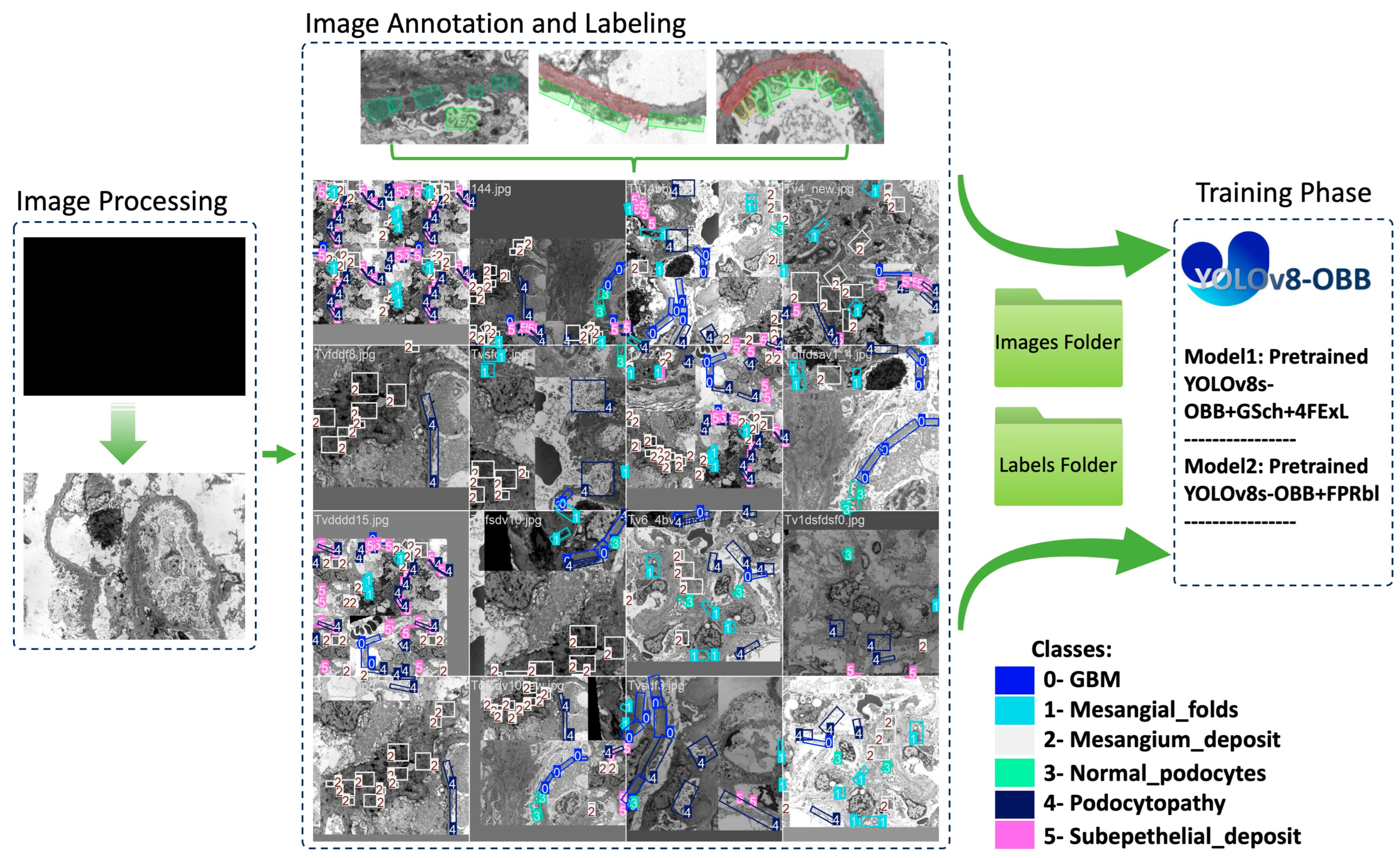 Renal-AI: A Deep Learning Platform for Multi-Scale Detection of Renal ...