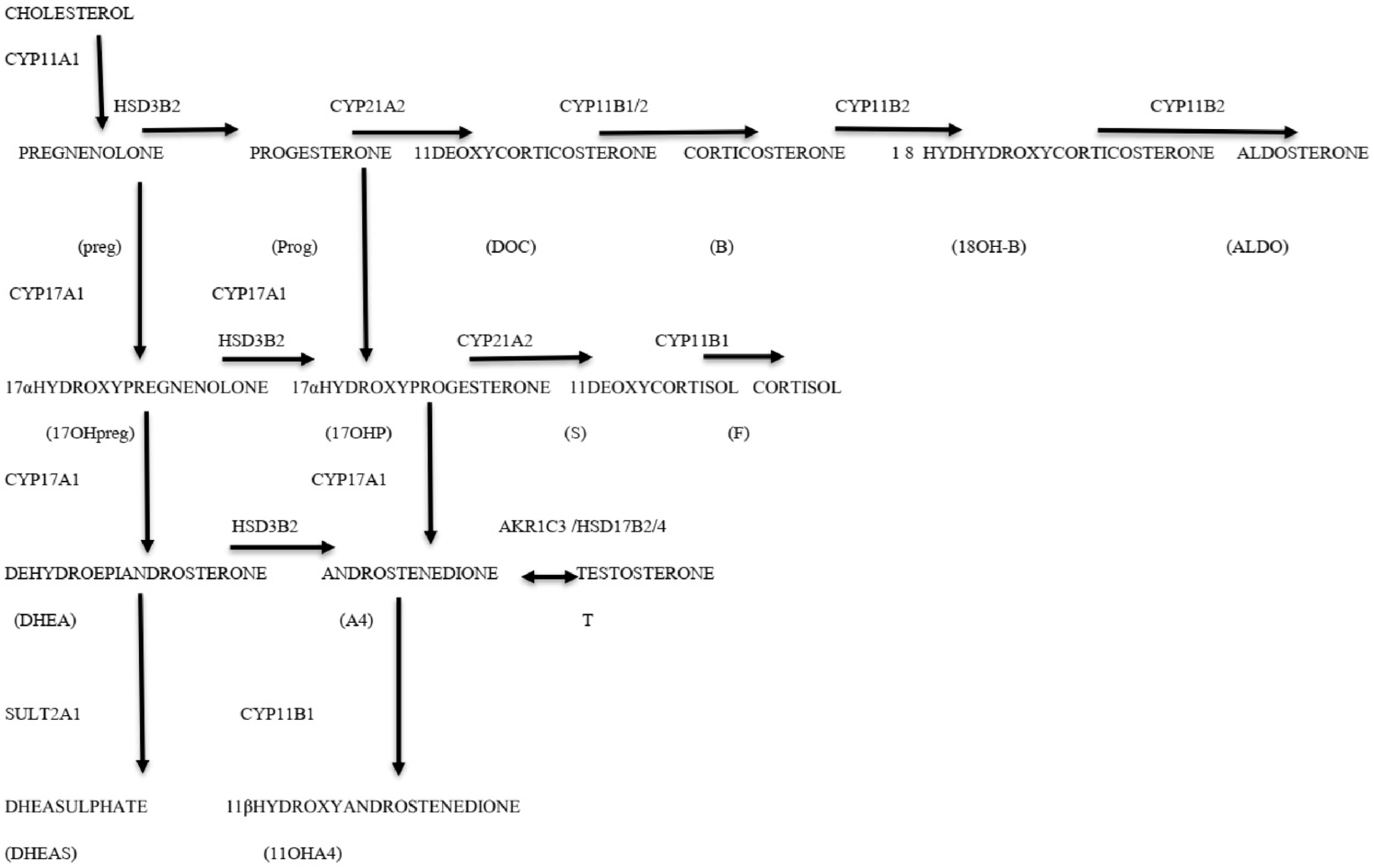 Clinical Application of Steroid Profiles and Their Interpretation in ...