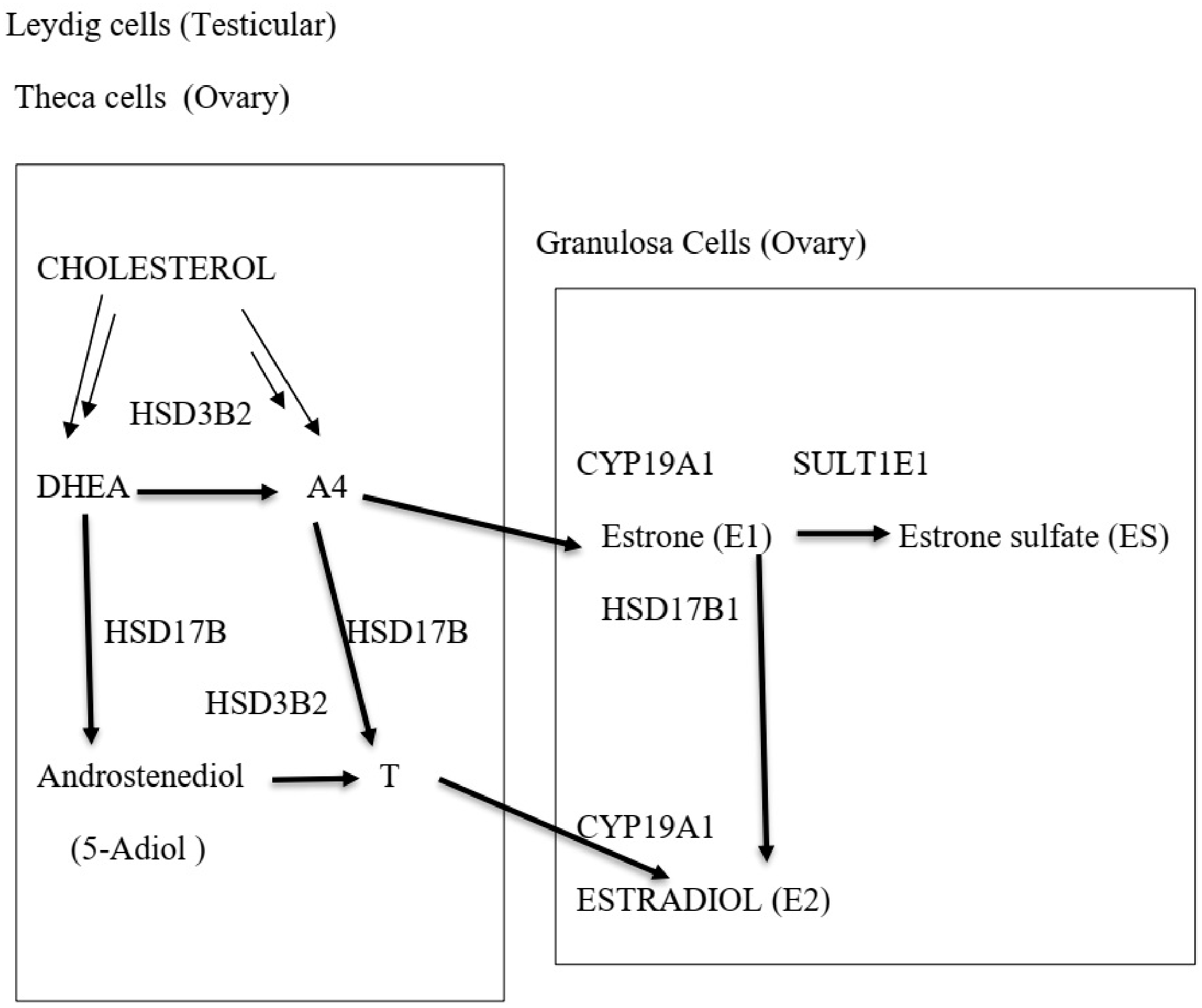 Clinical Application of Steroid Profiles and Their Interpretation in ...